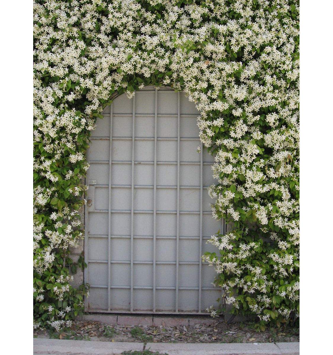 American Plant Exchange Green Confederate Jasmine, 10-Inch Pot Live ...