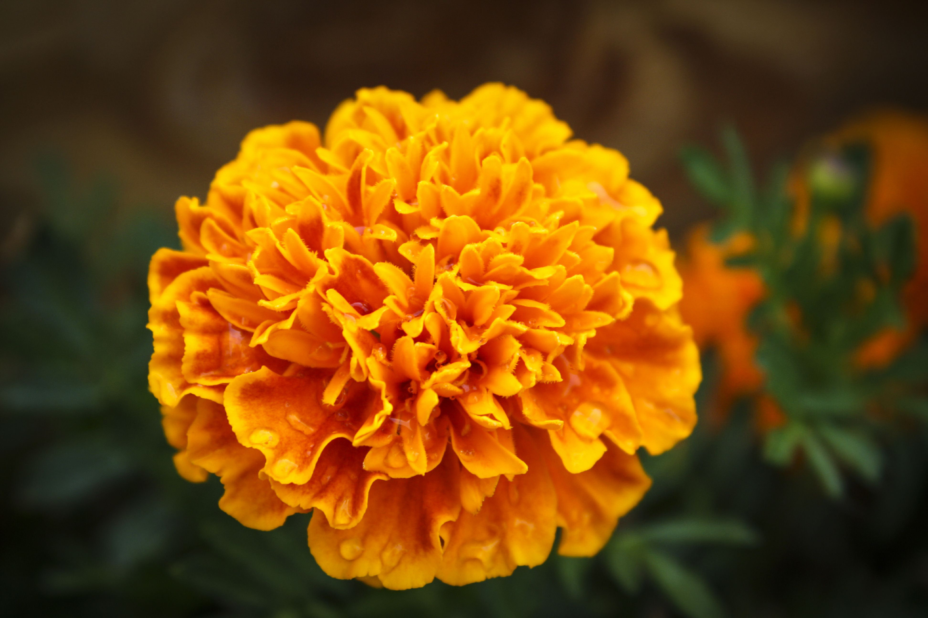 Ebern Designs Close up of Marigold by Candicedawn - Wrapped Canvas ...