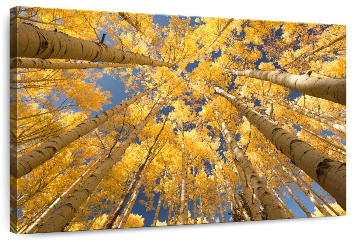 Lark Manor™ Harnek Golden Aspen Canopy | Wayfair