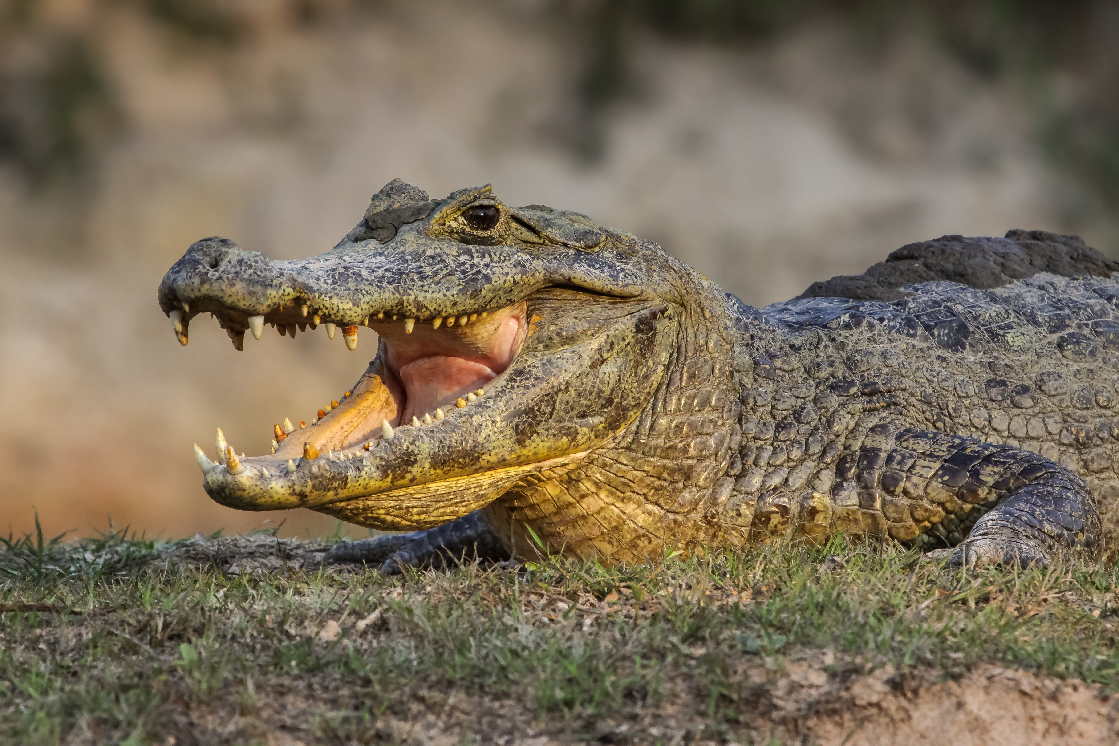 Ebern Designs Black Caiman Cooling Down with Open Mouth, Facing by Uwe ...
