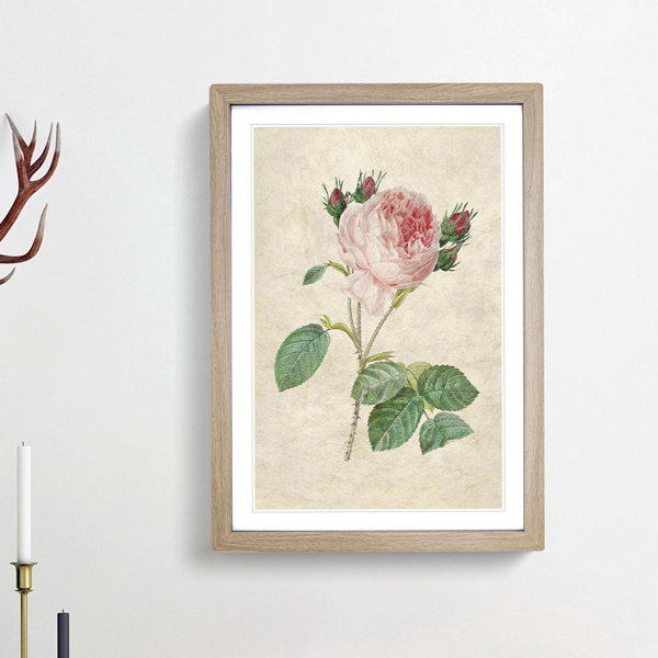 East Urban Home Cabbage Rose by Pierre-Joseph Redoute - Picture Frame ...