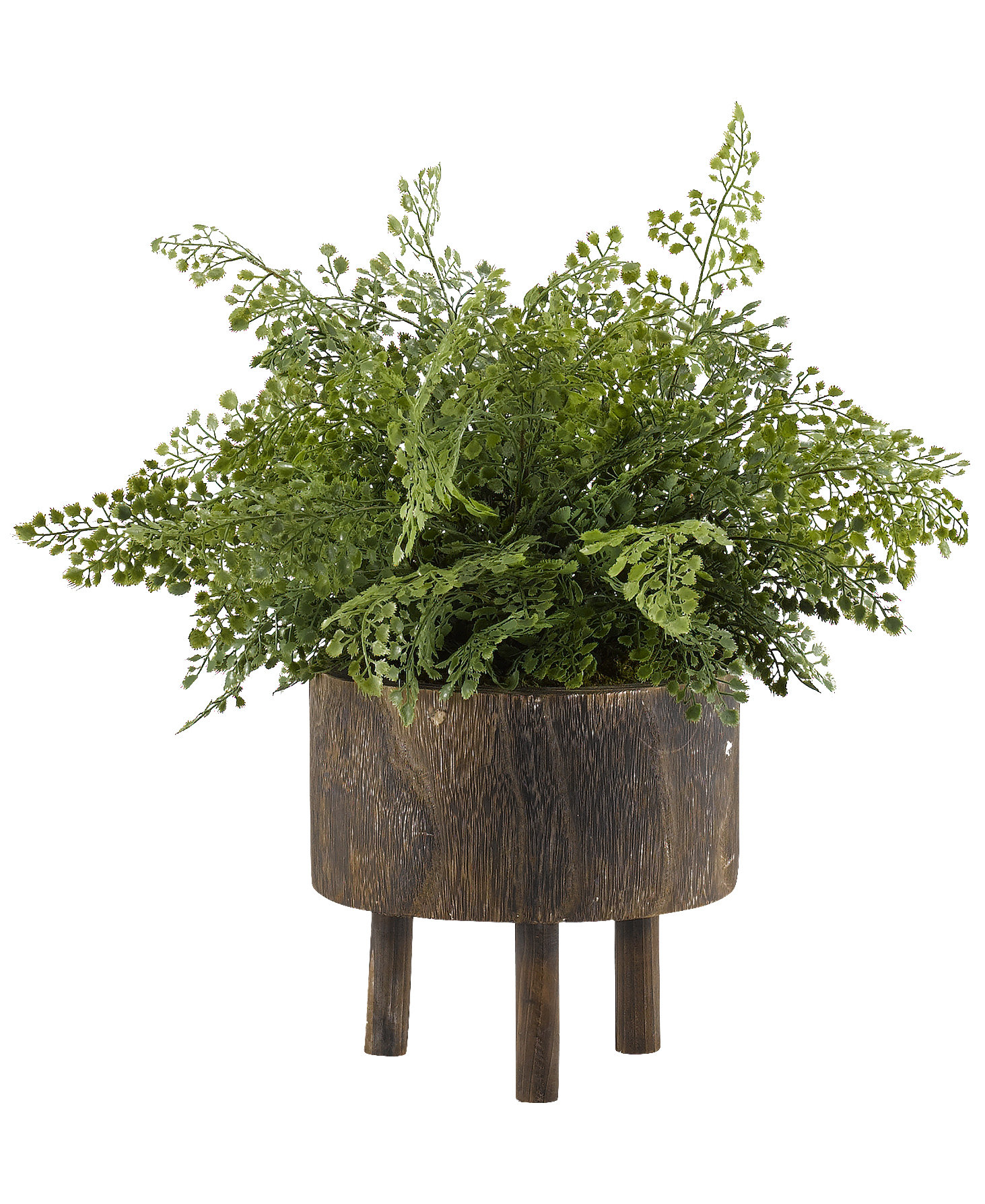 Steelside™ Maiden Hair Fern Plant in Planter | Wayfair