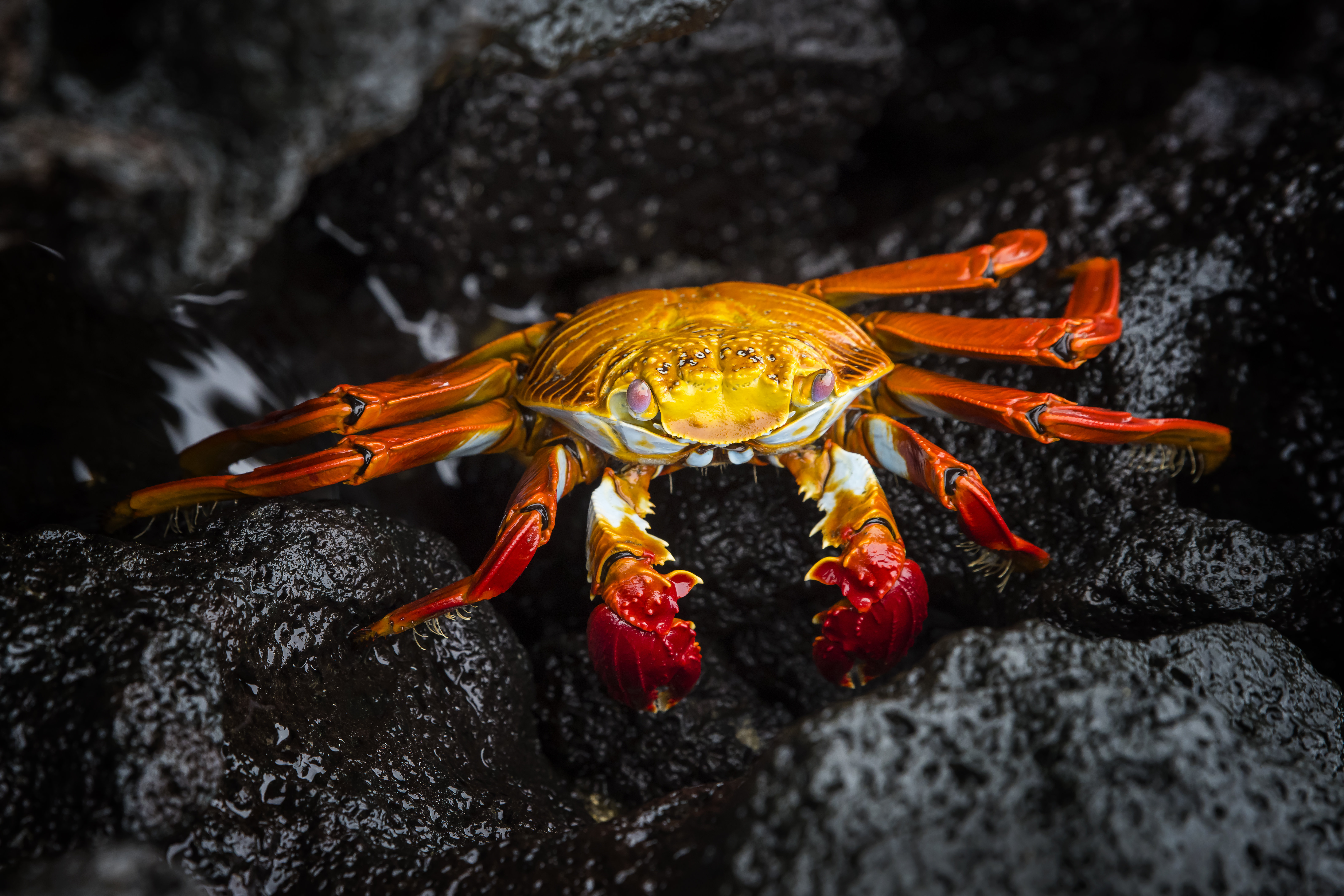 Highland Dunes Sally Lightfoot Crab by Guenterguni | Wayfair