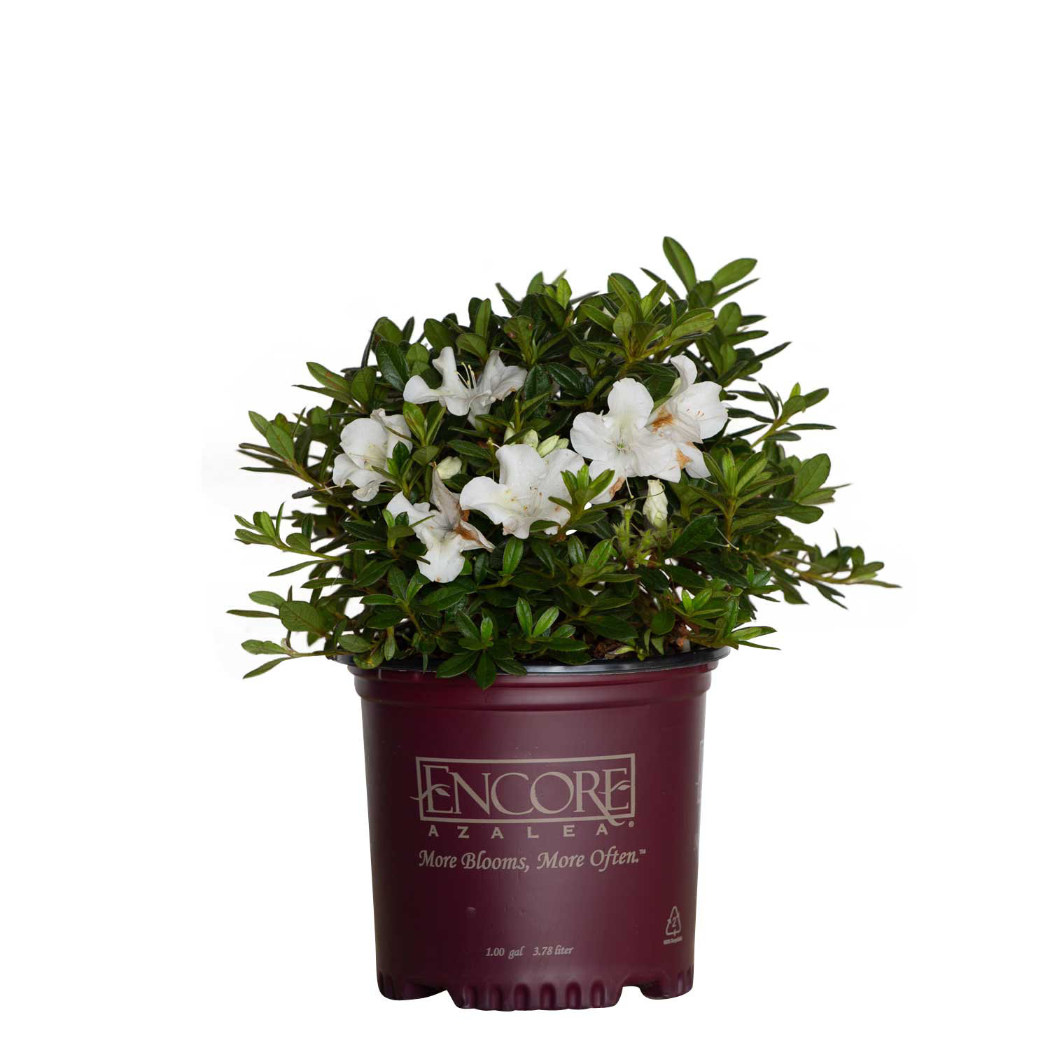 Encore Azalea 1 Gallon Autumn Ivory Encore Azalea - Multi-Season ...