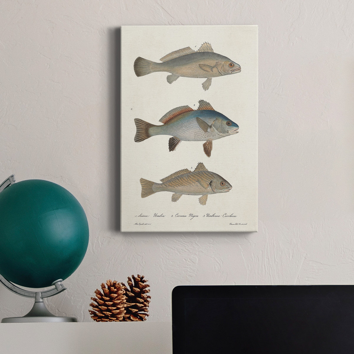 Highland Dunes Species Of Antique Fish III - Wrapped Canvas Print ...