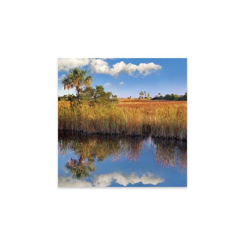 Latitude Run® Cabbage Palm in Wetland, Fakahatchee State Preserve ...