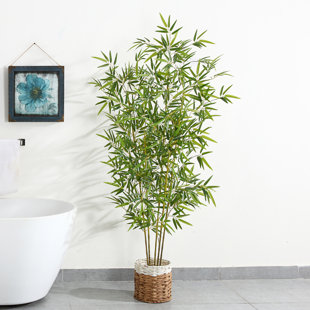 Indoor Floor Plants You'll Love | Wayfair