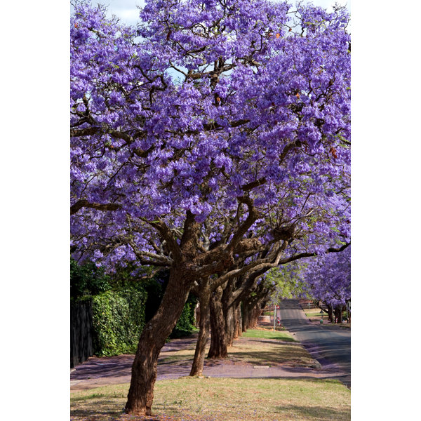 Wildon Home® Jacaranda Trees - Wrapped Canvas Photograph | Wayfair
