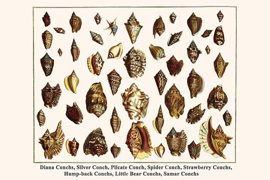 Buyenlarge 'Diana Conchs Silver Conch Plicate Conch Spider Conch ...