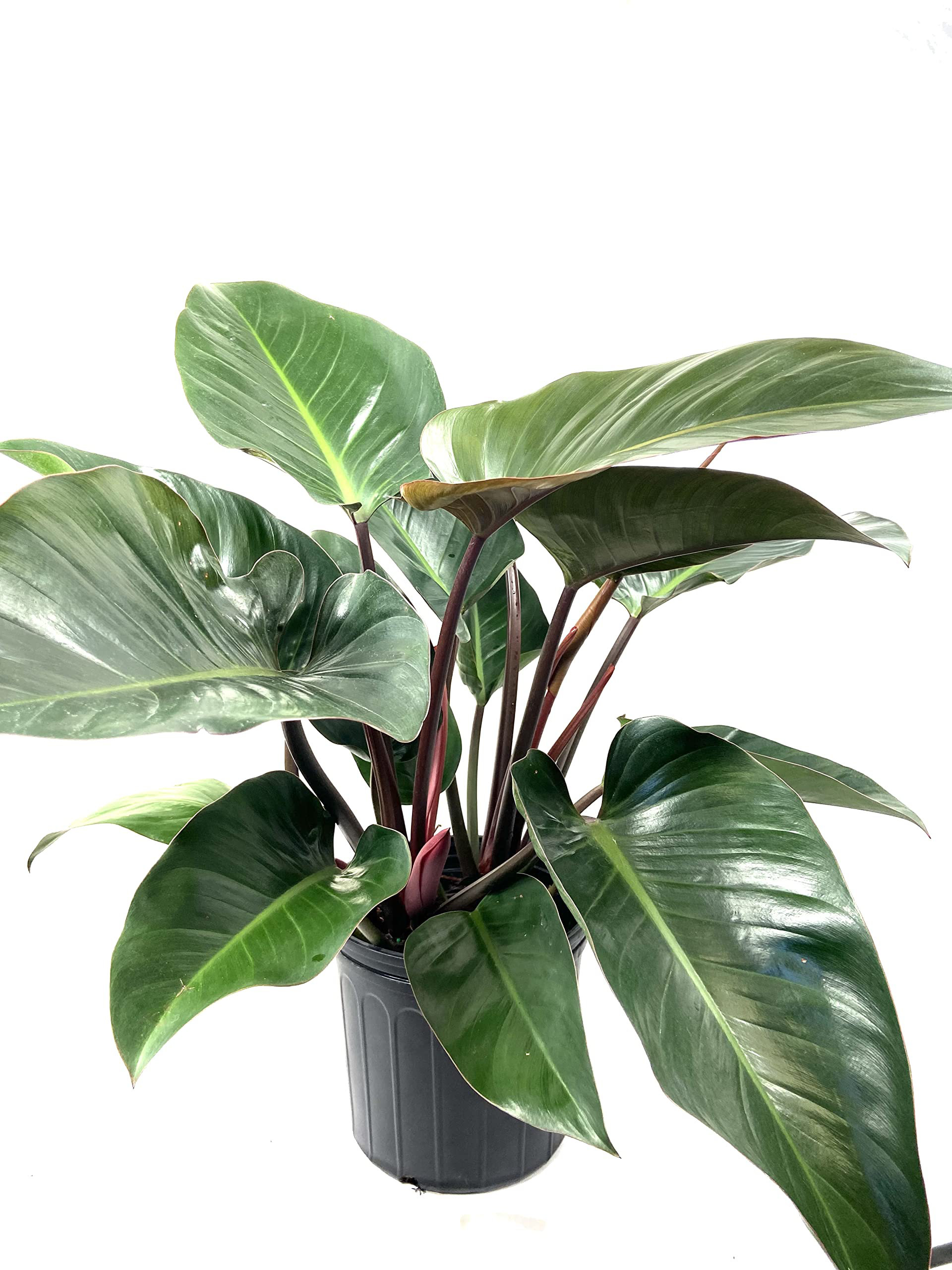 Wekiva Foliage LLC Philodendron Congo Rojo - Live Plant in an 10 Inch ...