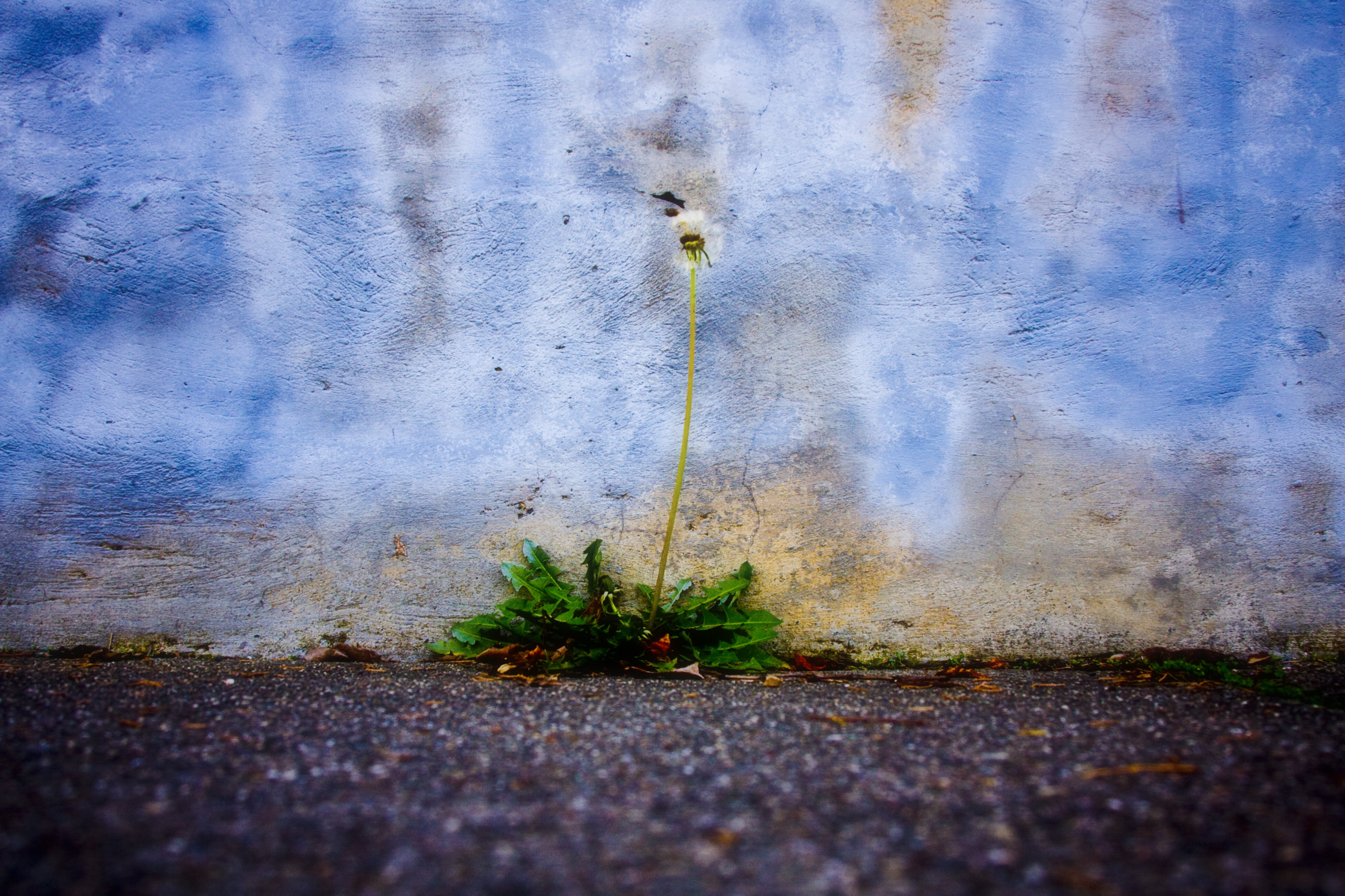 Hokku Designs Thurow Weed In Concrete On Canvas by Dersankt Photograph ...