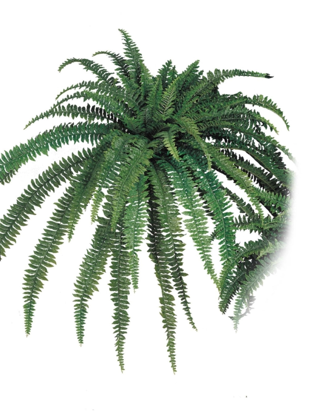 Primrue Fern - Wayfair Canada