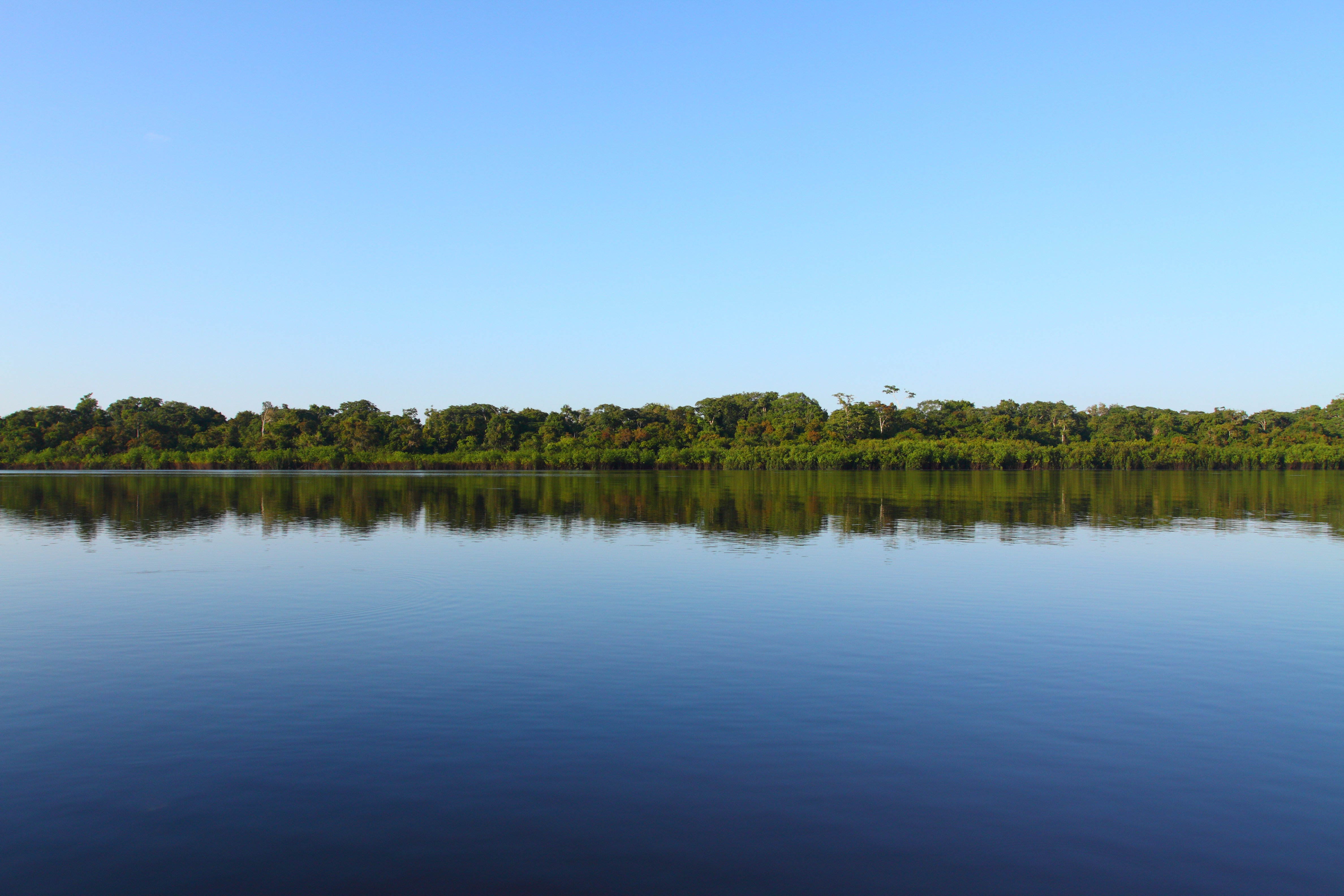 Ebern Designs Amazon River And Rainforest On Canvas by Mariusz ...