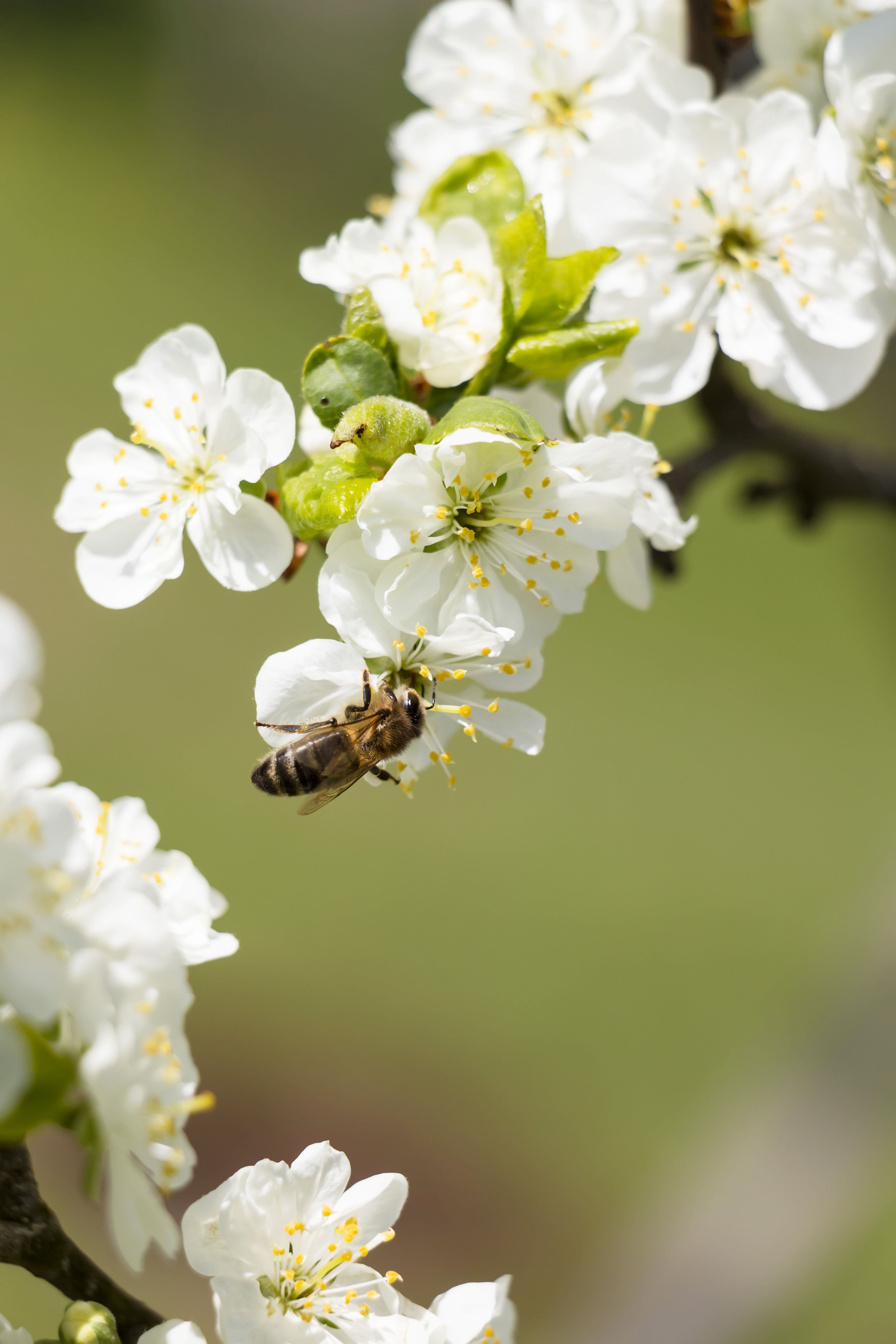 Gracie Oaks Bee - Wayfair Canada