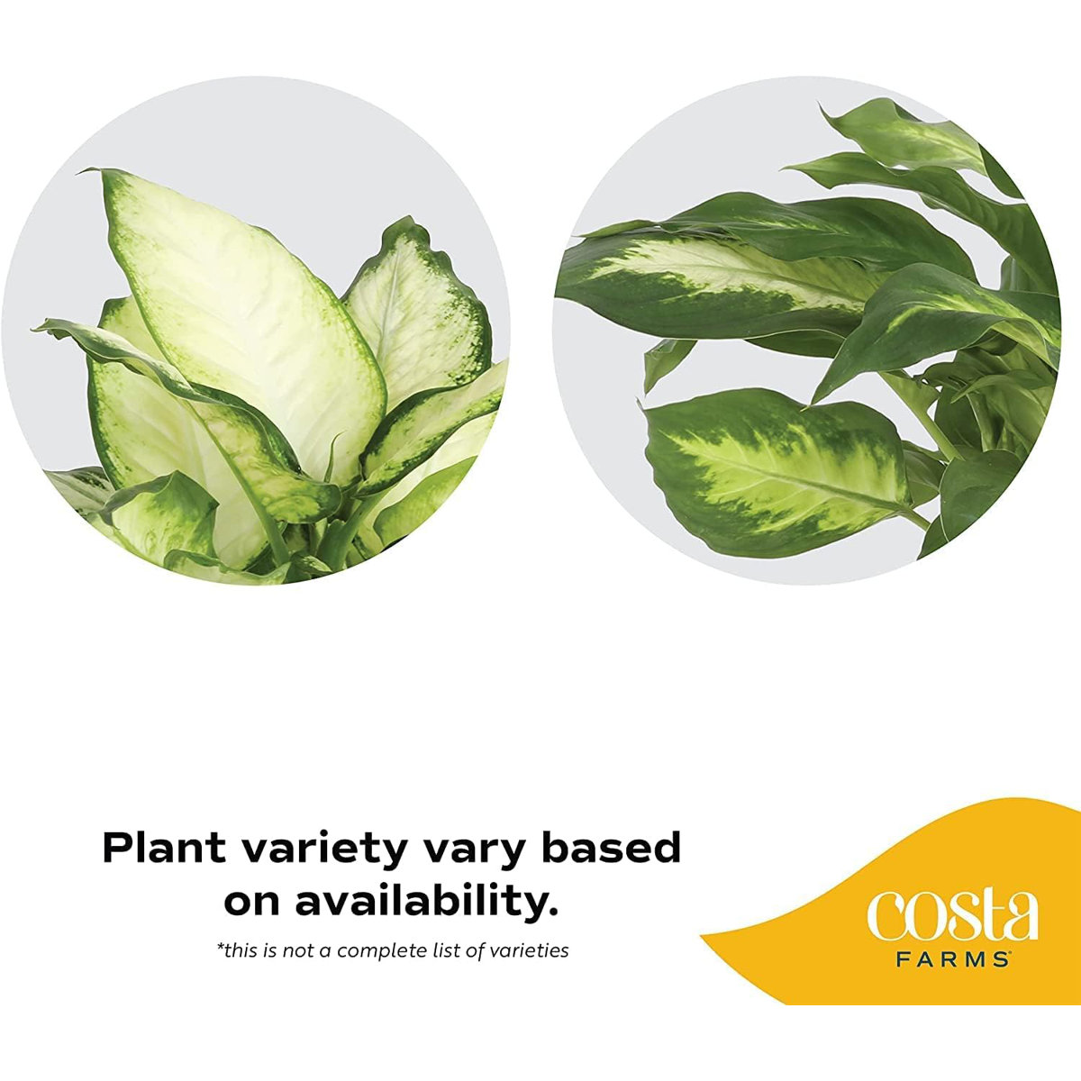 Costa Farms Indoor Dieffenbachia House Plant in 10-inch Grow Pot ...