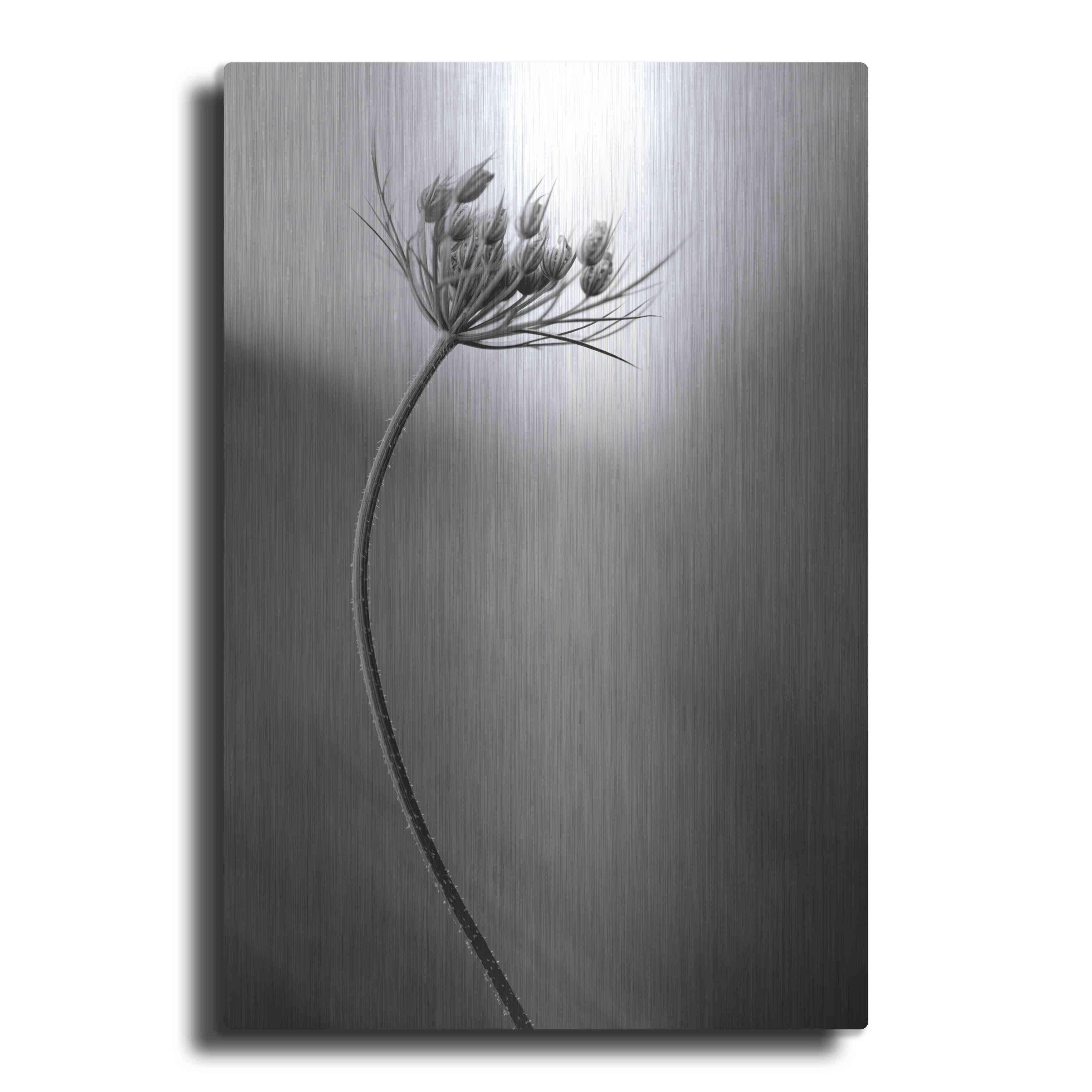 Latitude Run® 'Queen Anne's BW' By Thomas Haney, Metal Wall Art | Wayfair