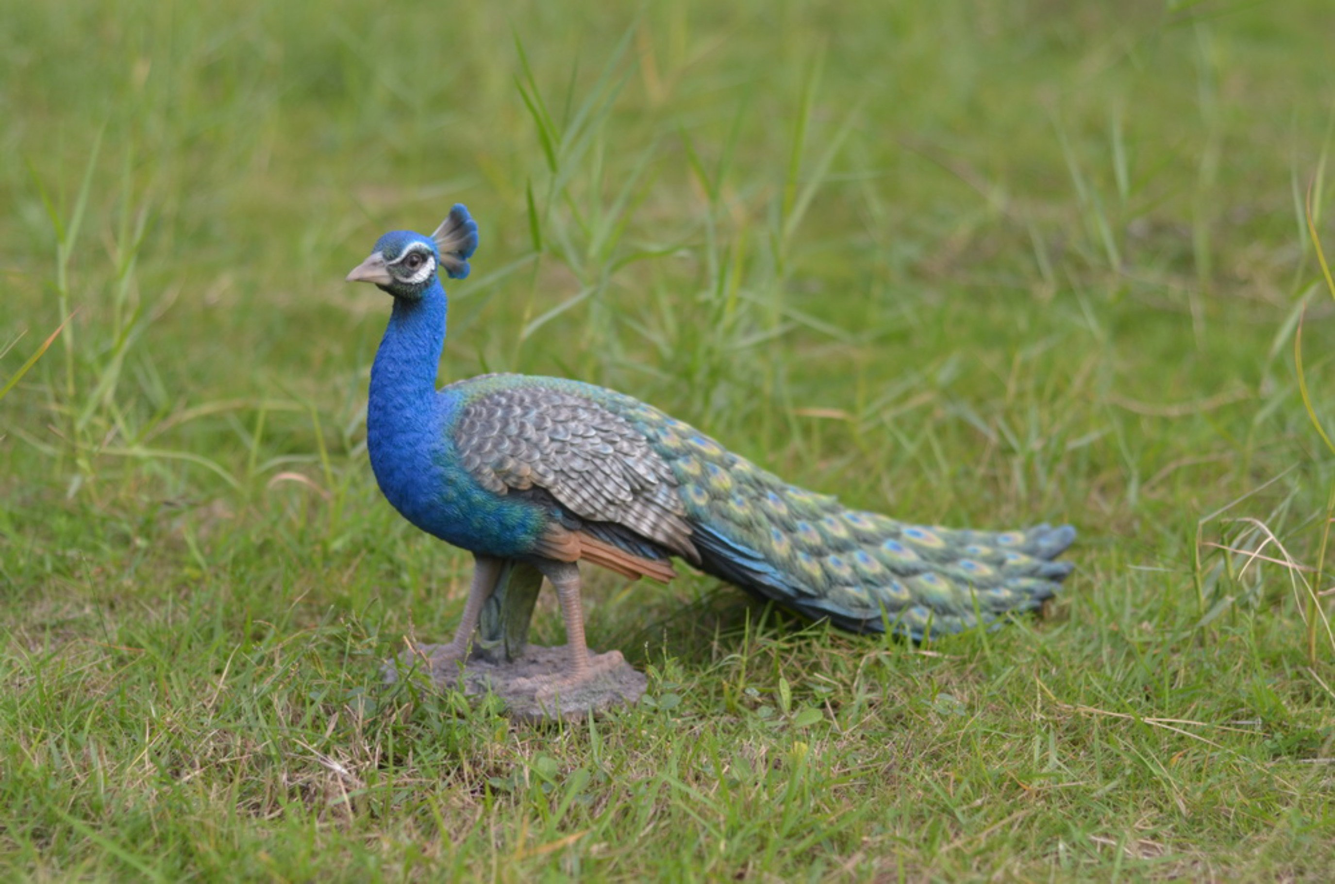 Hi-Line Gift Ltd. Peacock Bird Statue-Small & Reviews - Wayfair Canada