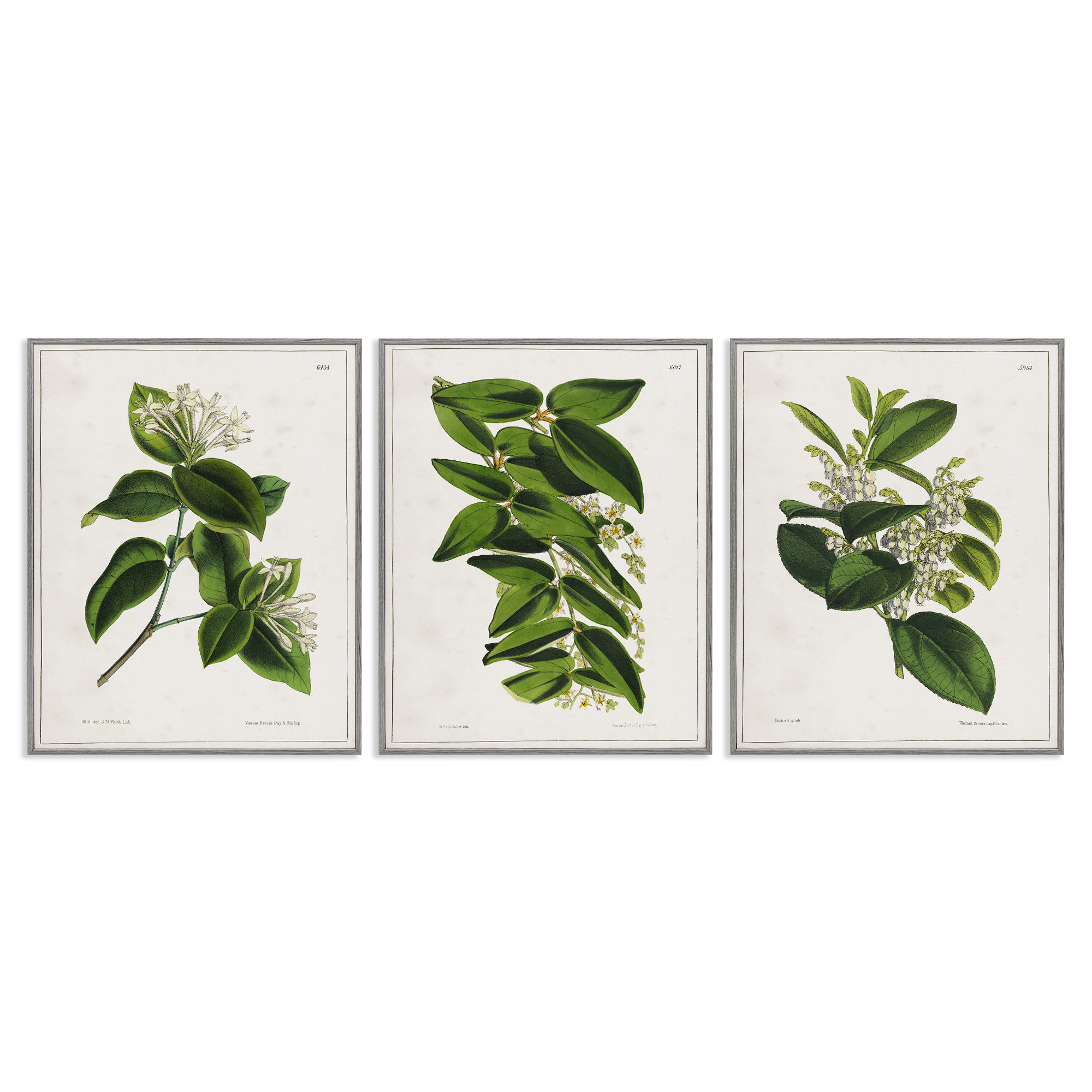 Ophelia & Co. Vintage Forest Flower Studies 3 PC Giclee Art Set by Tina ...