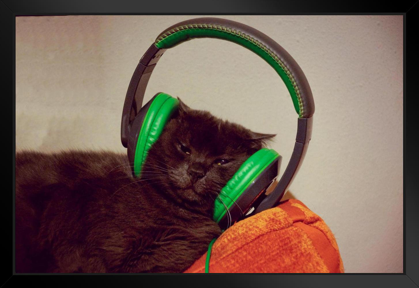 Latitude Run® Cool Cat With Headphones Photo Photograph Cool Cat Poster ...