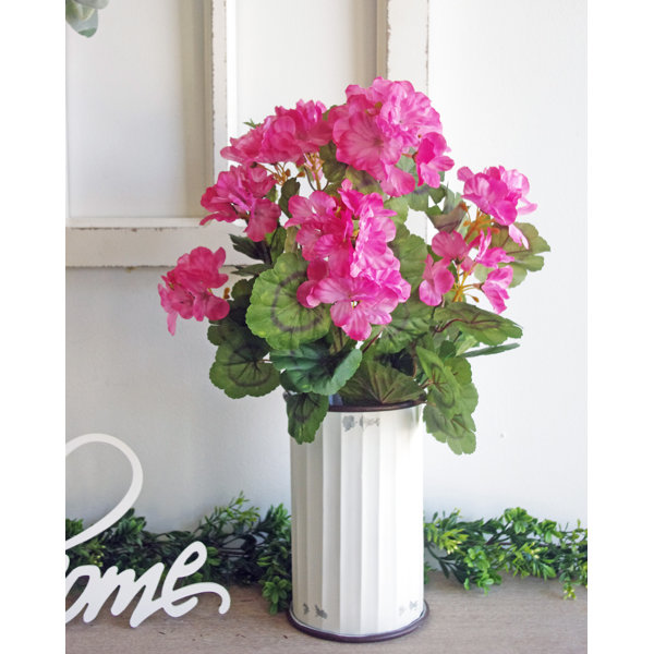 Rosalind Wheeler Geranium Bush & Reviews | Wayfair