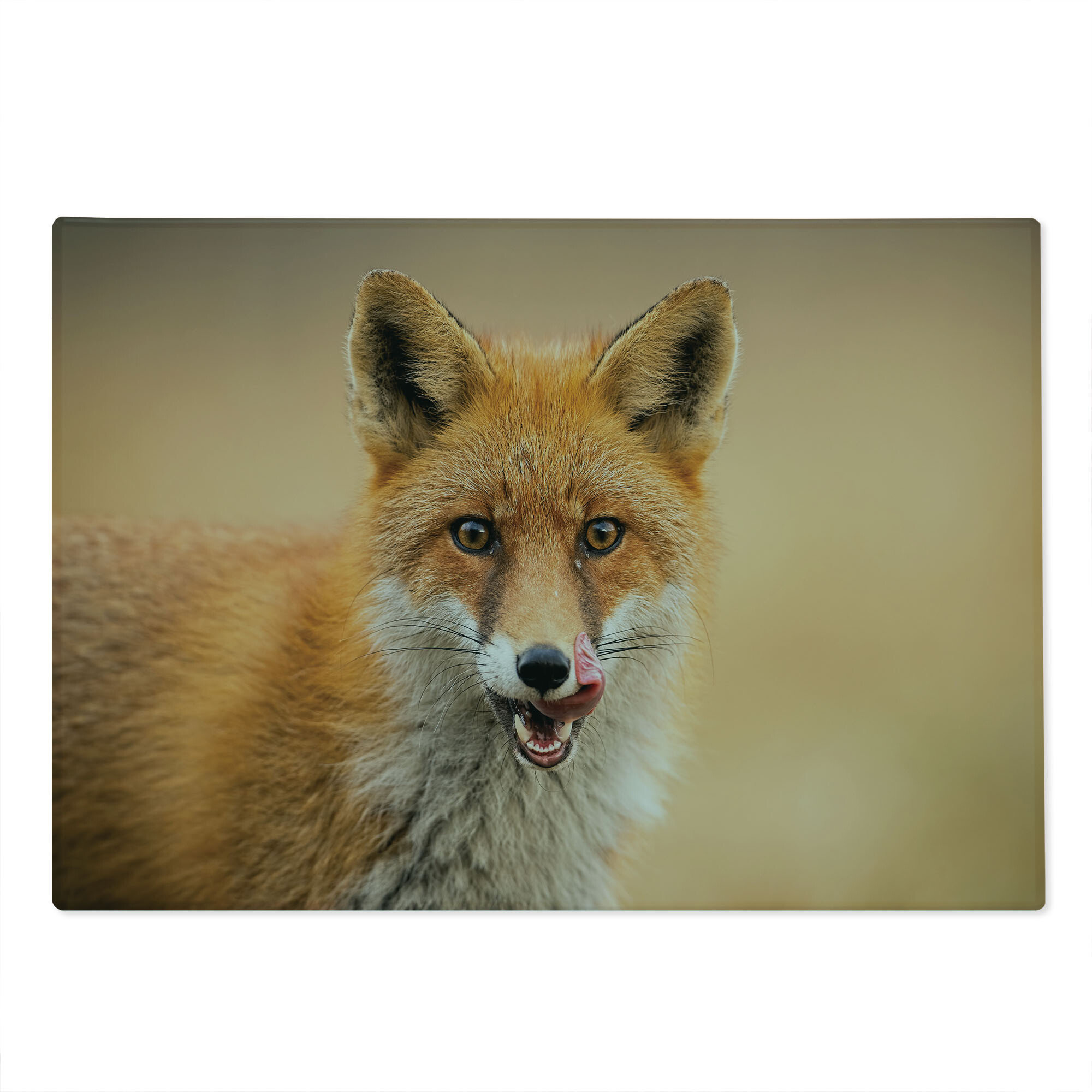 Ambesonne Fox Cutting Board Large Size Hungry Young Coyote on Blurred ...