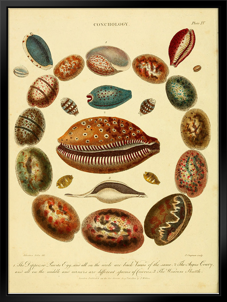 ATX Art Group LLC Conchology Illustration - Floater Frame Graphic Art ...