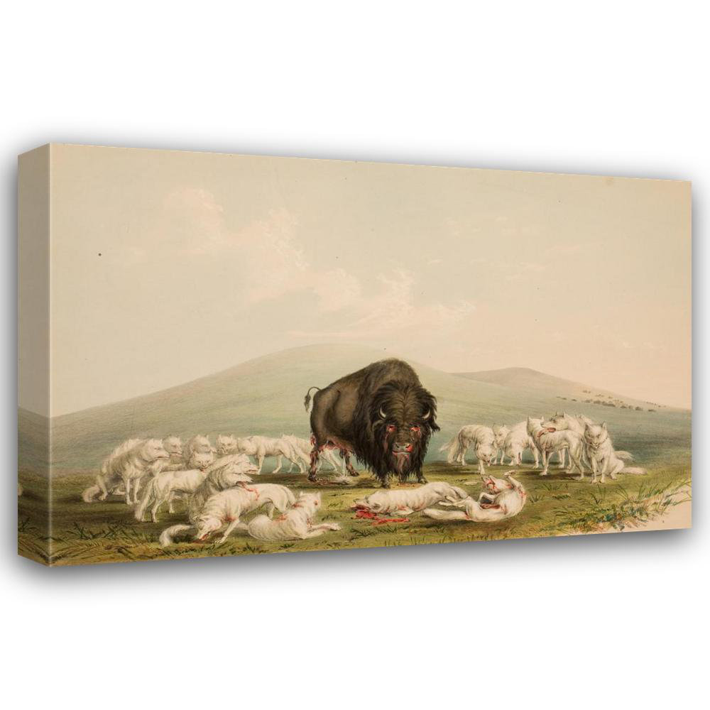 Alcott Hill "Buffalo Hunt, White Wolves Attacking a Buffalo Bull" by ...