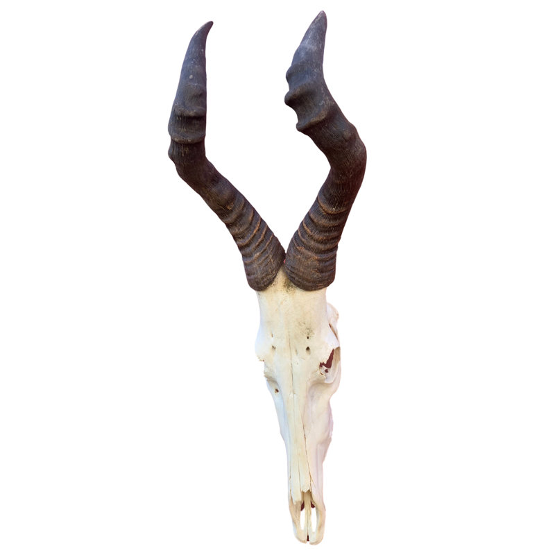 Foundry Select Sirise Real Hartebeest Antelope Skull | Wayfair
