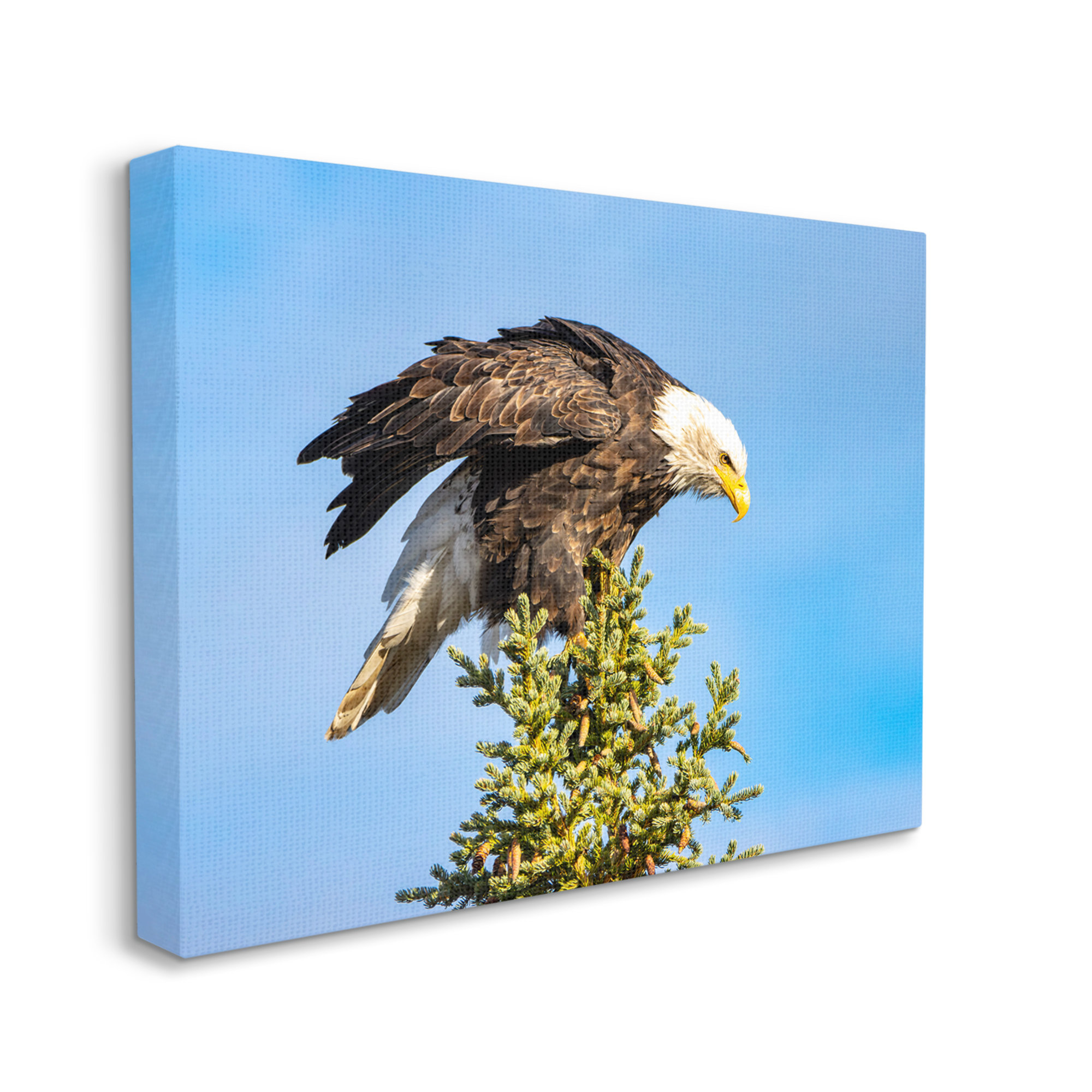 Winston Porter Perched Eagle Photography by Daniel Sproul | Wayfair