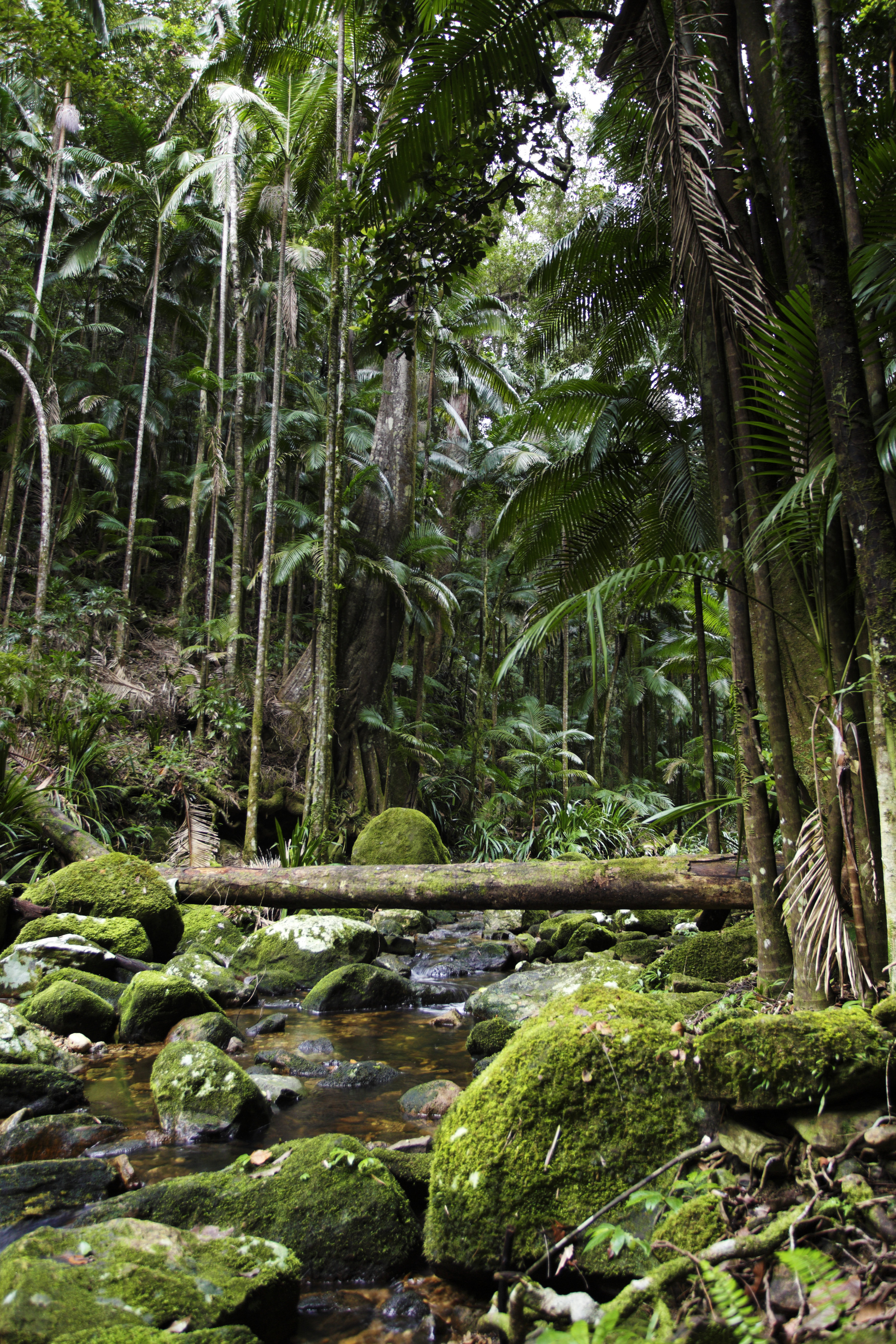 Millwood Pines Lush Green Rainforest by Davidf | Wayfair