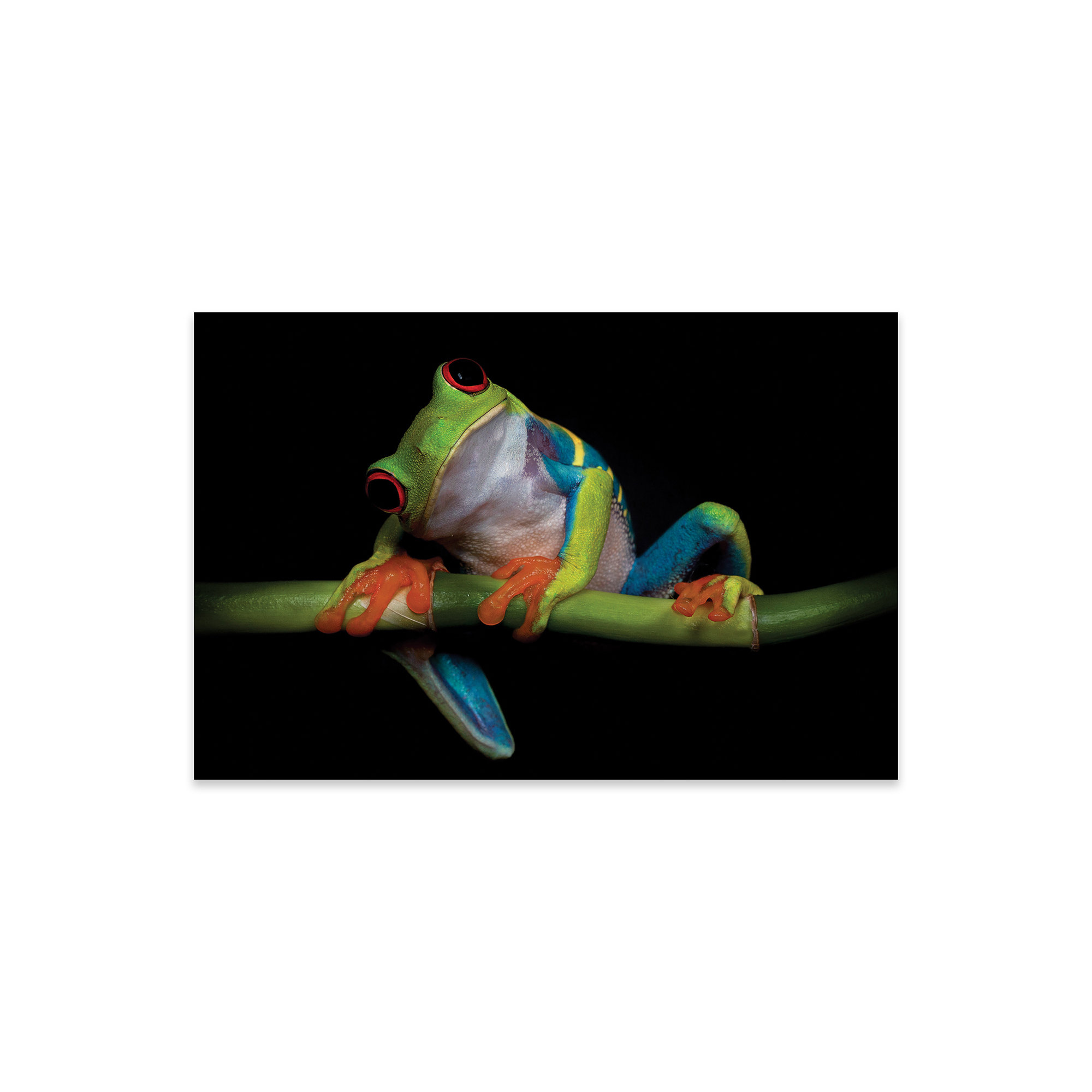 Latitude Run® Isalei Curiosity On Plastic/Acrylic by Ferdinando ...