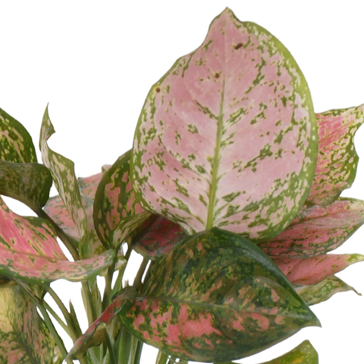 United Nursery Live Chinese Evergreen Plant Aglaonema Ruby Ray Indoor ...