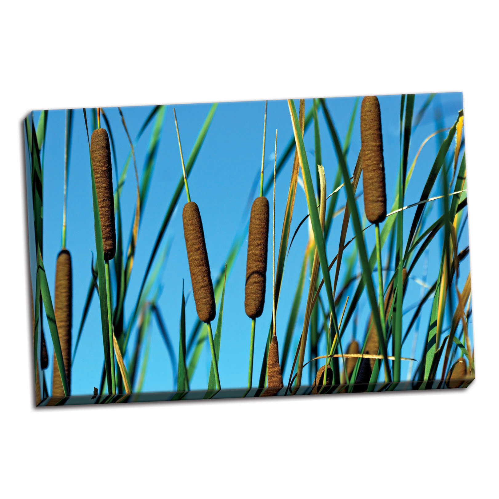 Millwood Pines 'Natural Cattails' Photographic Print on Wrapped Canvas ...