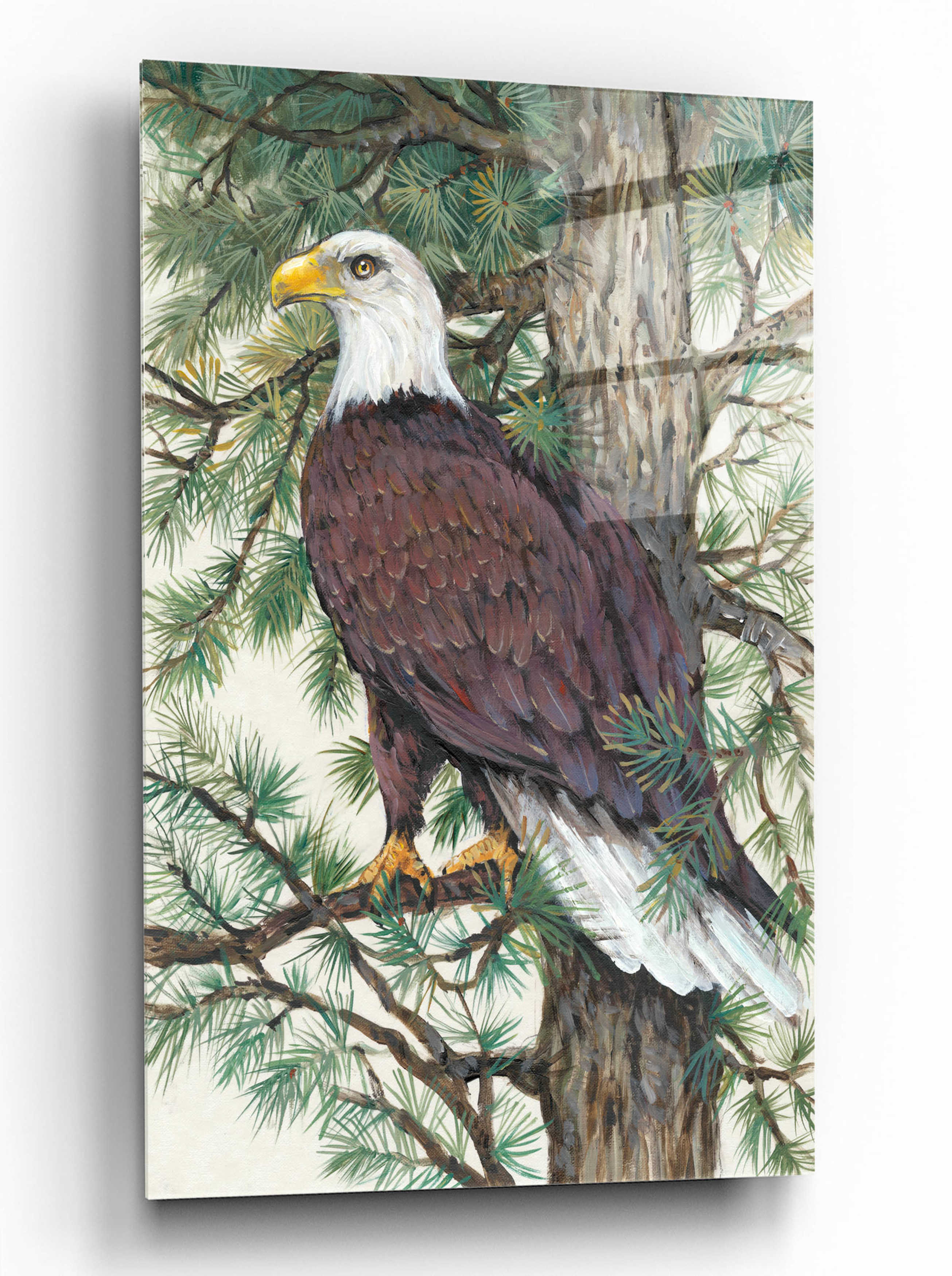 Winston Porter 'Eagle in the Pine' by Tim O'Toole, Acrylic Glass Wall ...