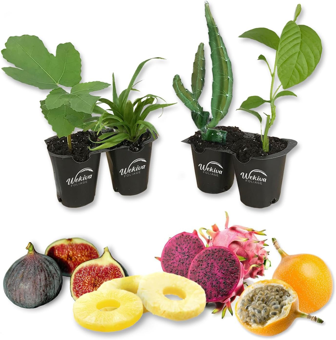 Wekiva Foliage LLC Tropical Fruit Variety Pack - 4 Live Exotic Starter ...