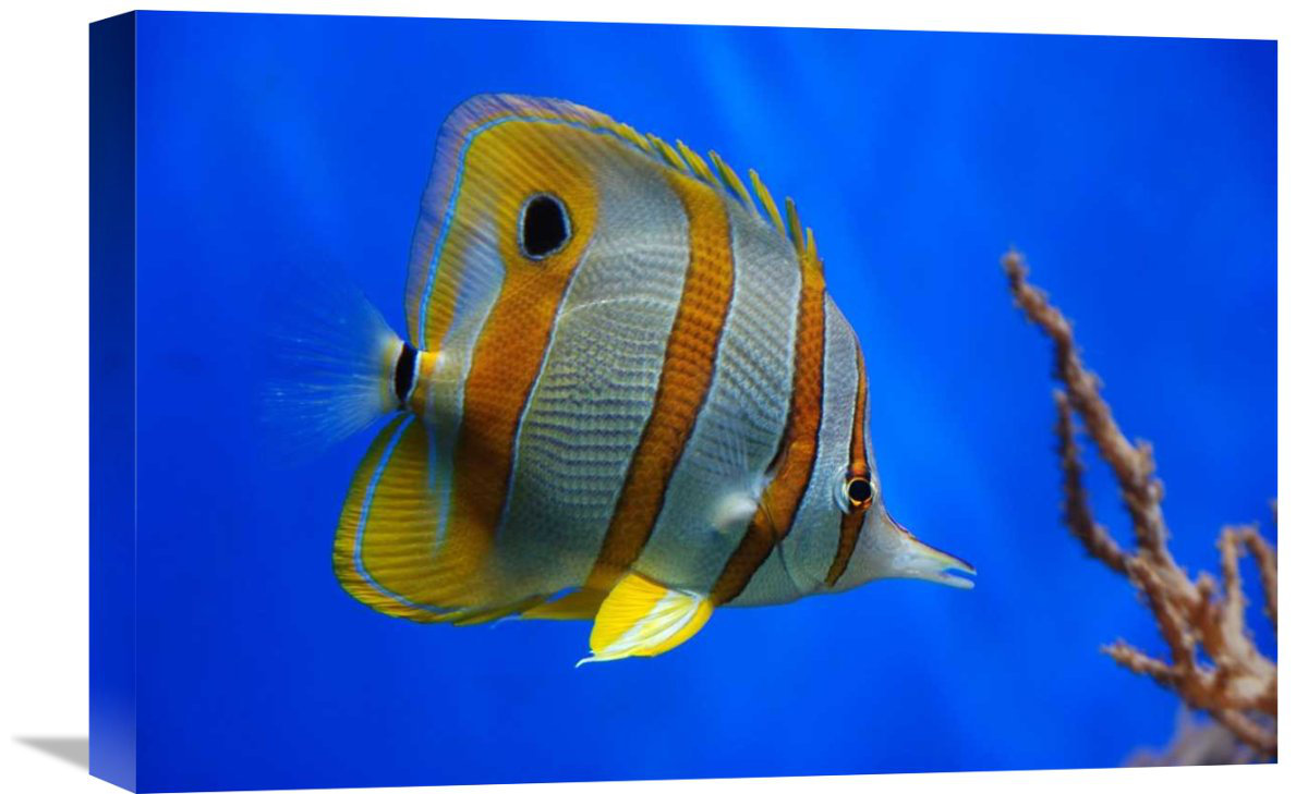 Global Gallery 'Tropical Beauty' by Jan Lykke Photographic Print on ...