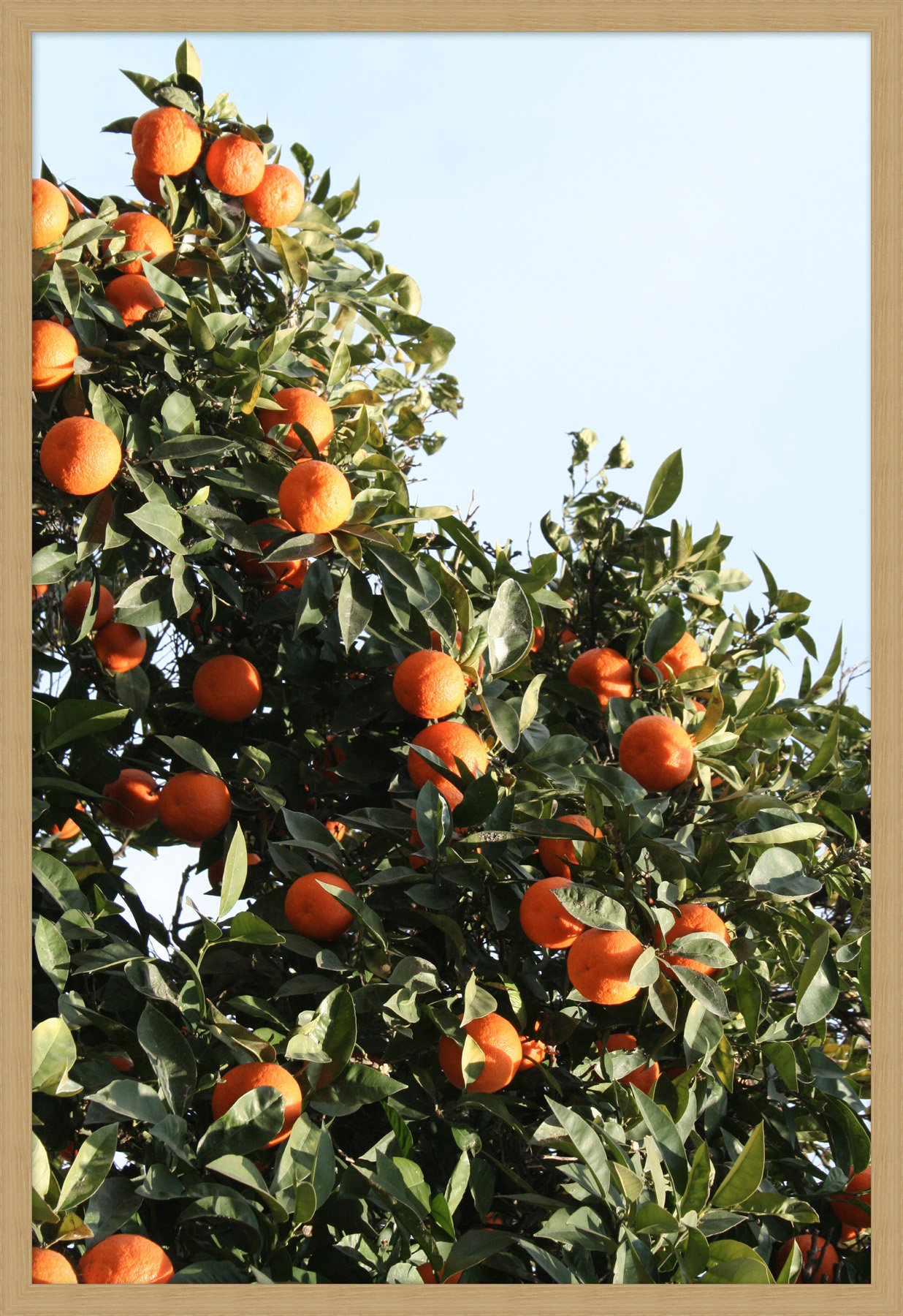 Wendover Art Group Orange Tree 2 by Nathan Turner - Picture Frame ...