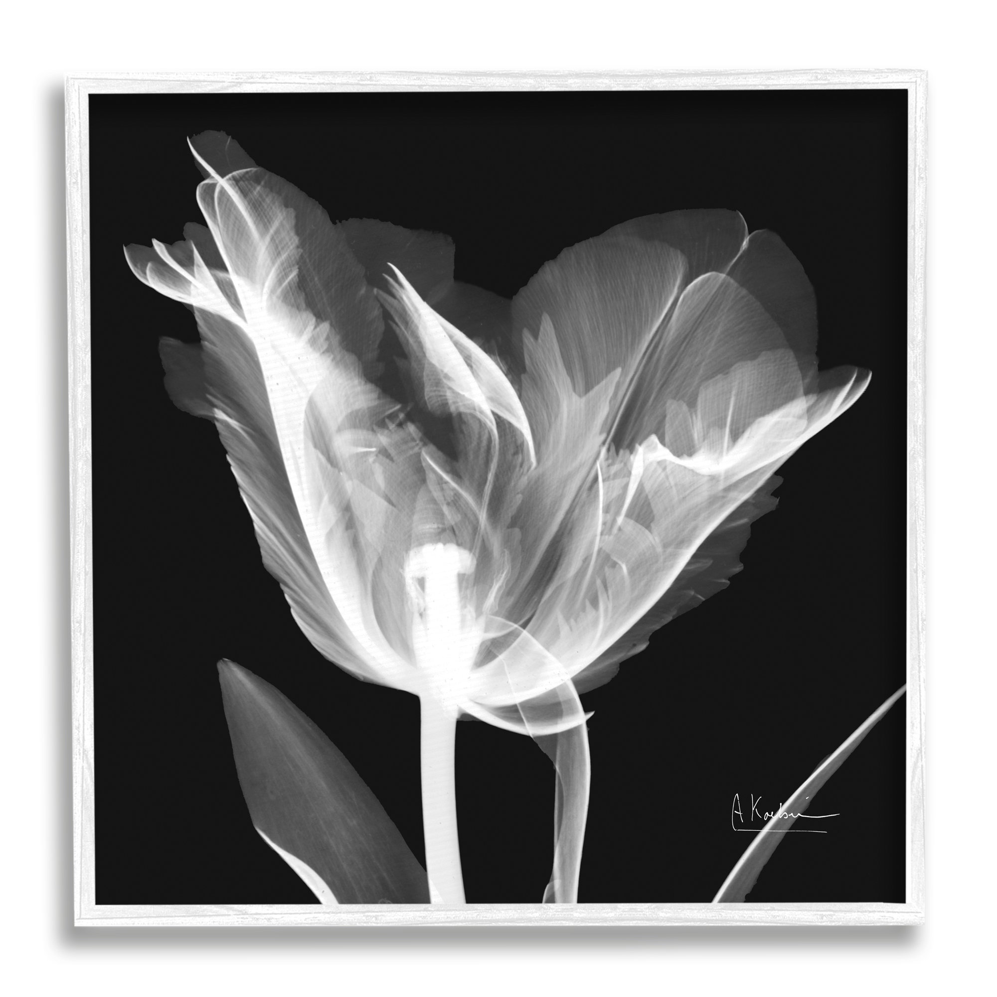 Stupell Industries Tulip Flower X-Ray On Canvas Photograph | Wayfair