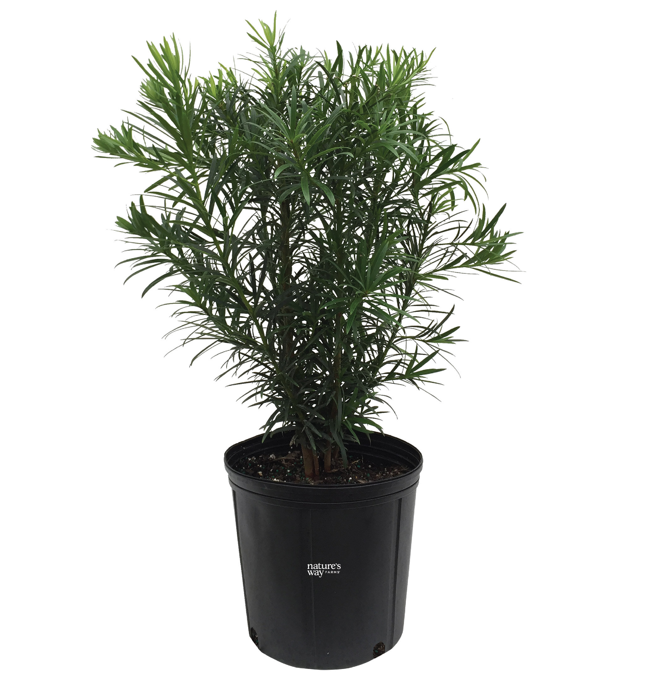Natures Way Farms Nature's Way Farms Podocarpus Live Plant 25-30 inches ...