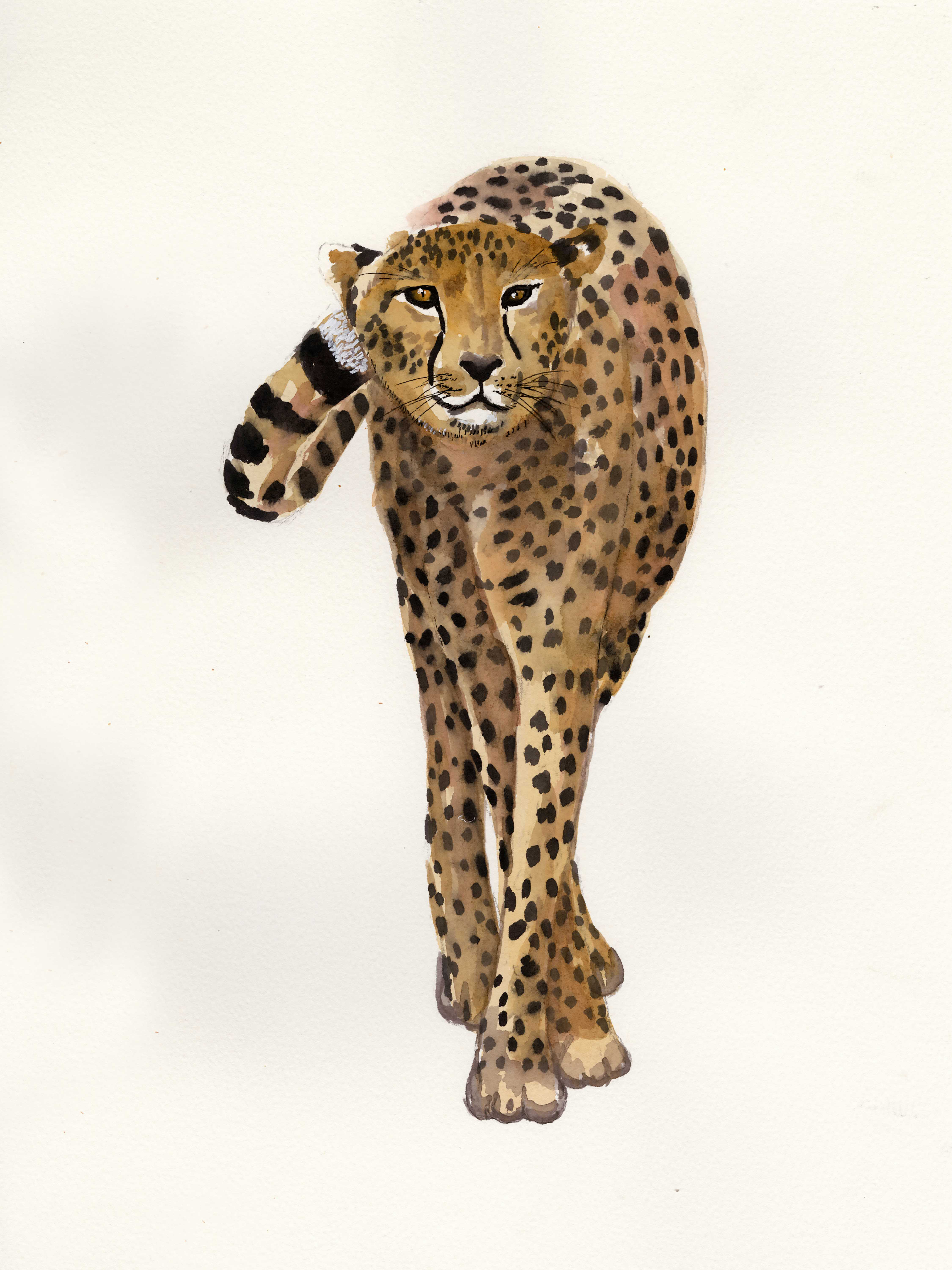 Bungalow Rose Cheetah 1 - Wrapped Canvas Print | Wayfair