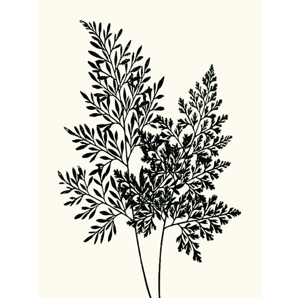 Winston Porter Vintage Fern On Canvas Print - Wayfair Canada