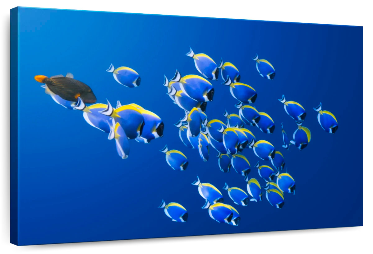 Ebern Designs Underwater Blue Tangs | Wayfair