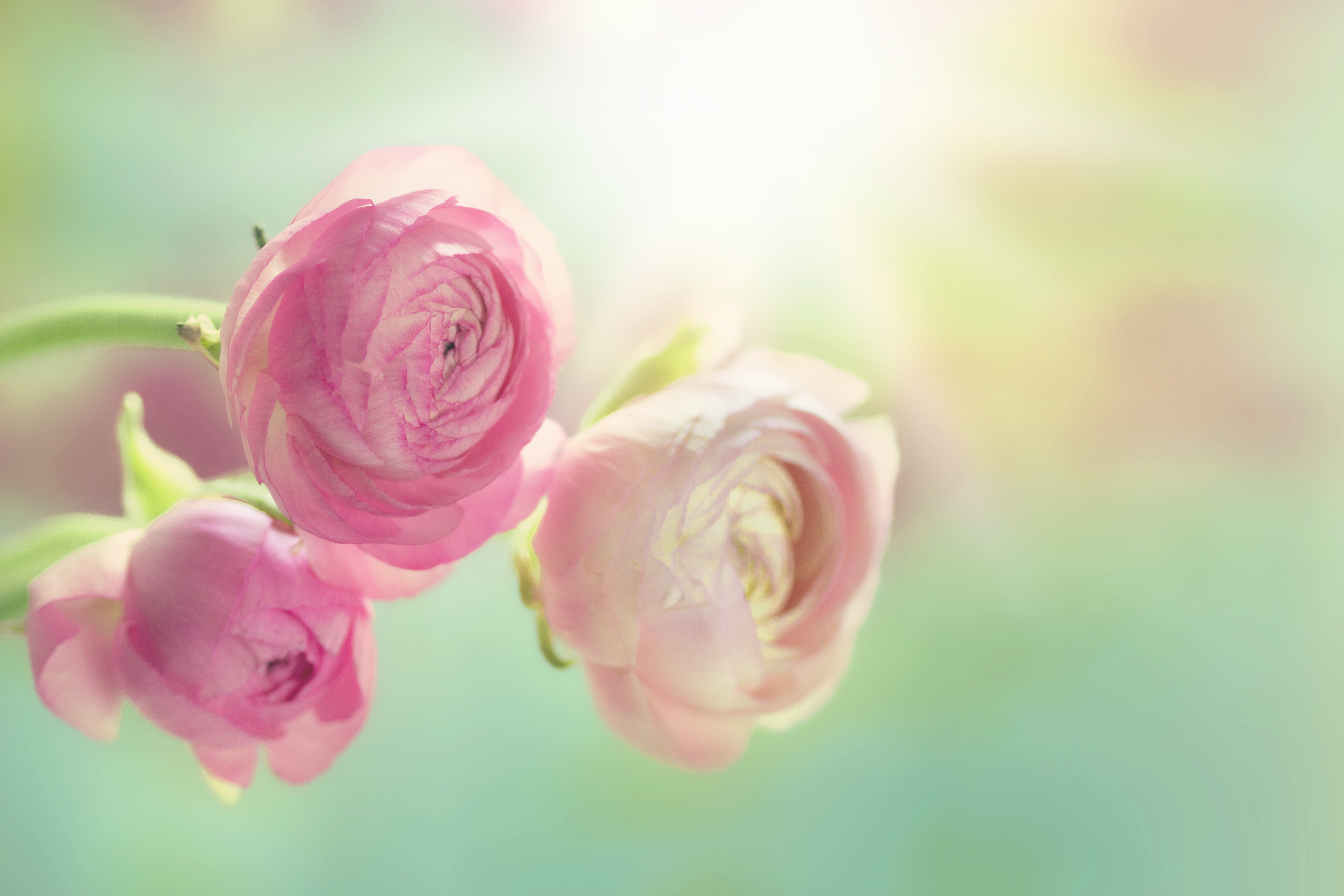 Winston Porter Keydra Pink Ranunculus On Canvas by Elenasendler ...