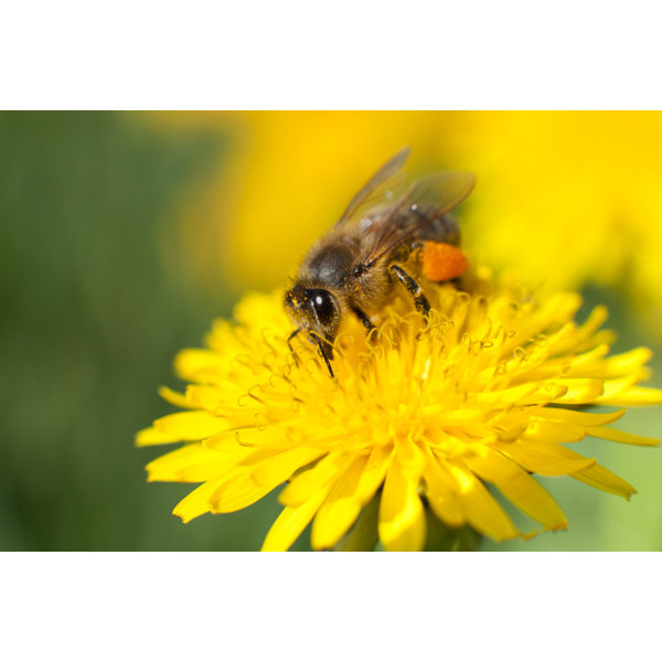 Hokku Designs Charyn Bee | Wayfair