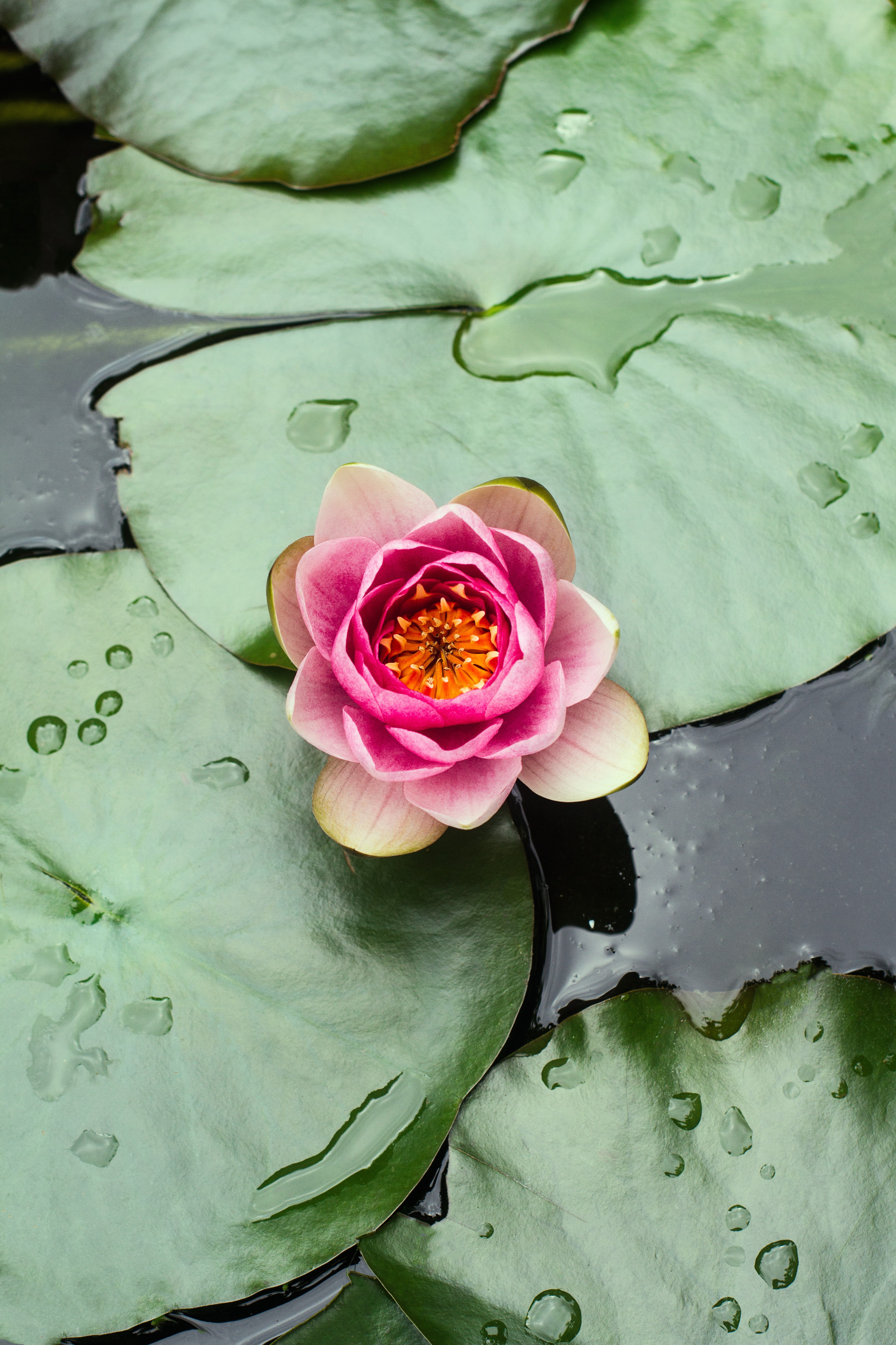 17 Stories Shellenbarger Water Lily - Photograph | Wayfair.ie