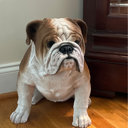 Hi-Line Gift Ltd. Dog Bulldog Statue & Reviews | Wayfair