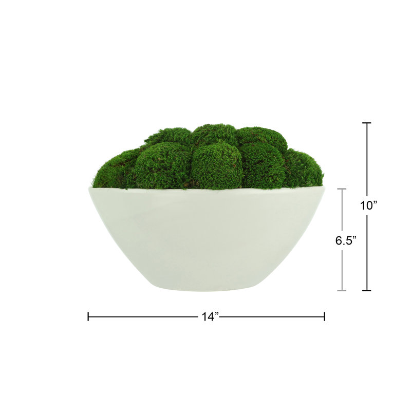 Primrue Mood Moss Arranged in Ceramic Pot | Wayfair
