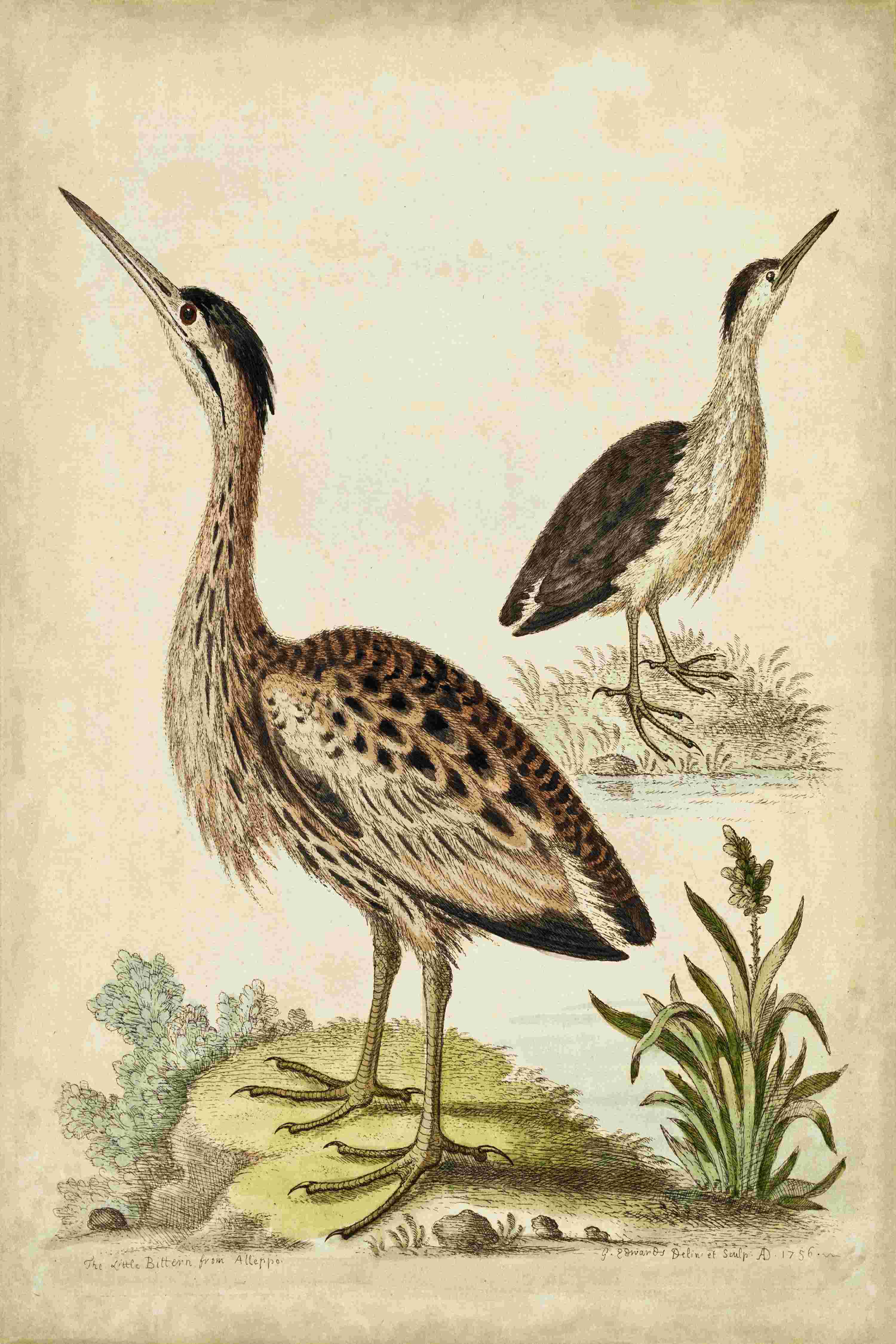 Red Barrel Studio® Antique Bird Menagerie III | Wayfair