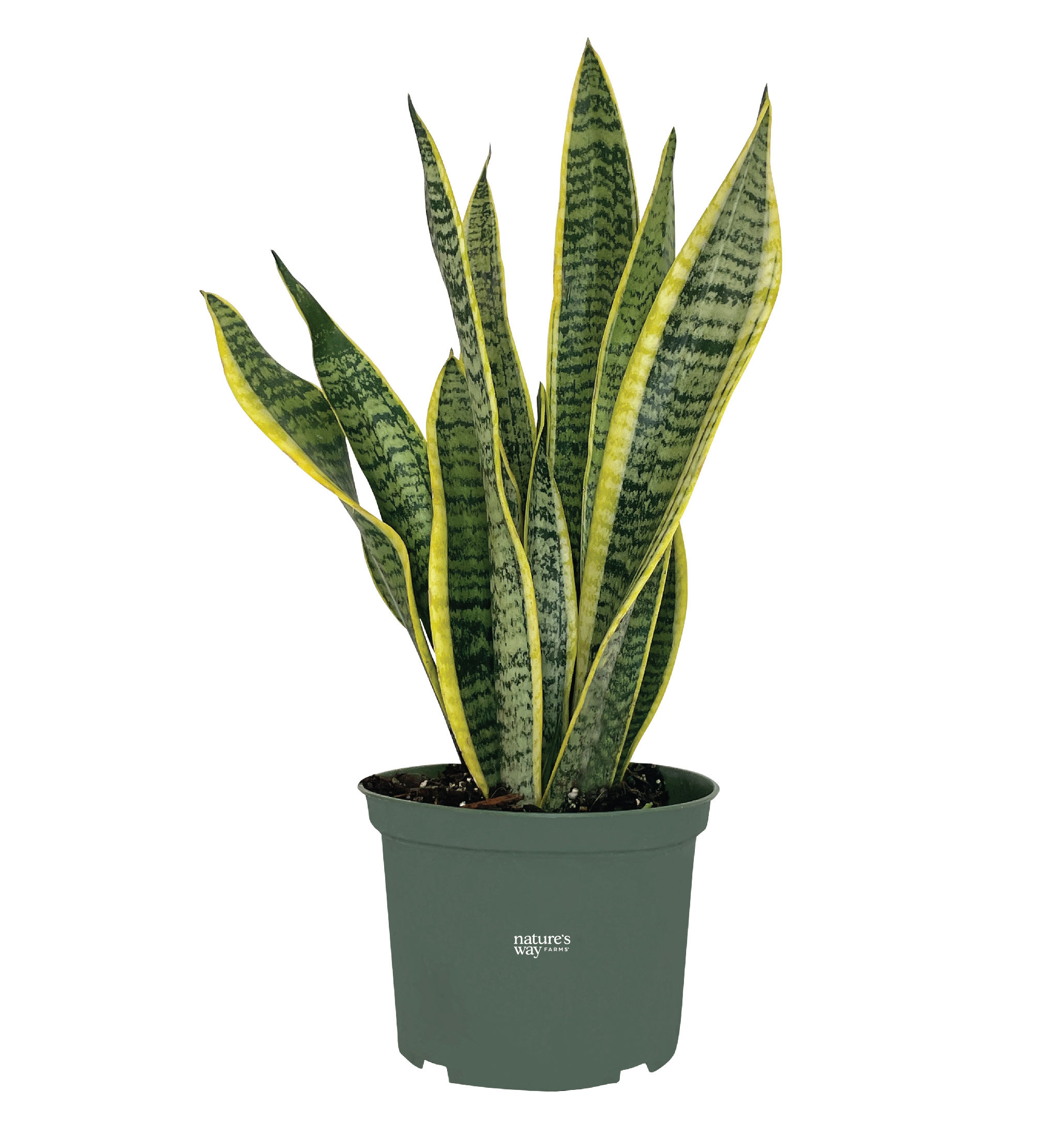 Natures Way Farms Nature's Way Farms Sansevieria Laurentii Live Plant ...