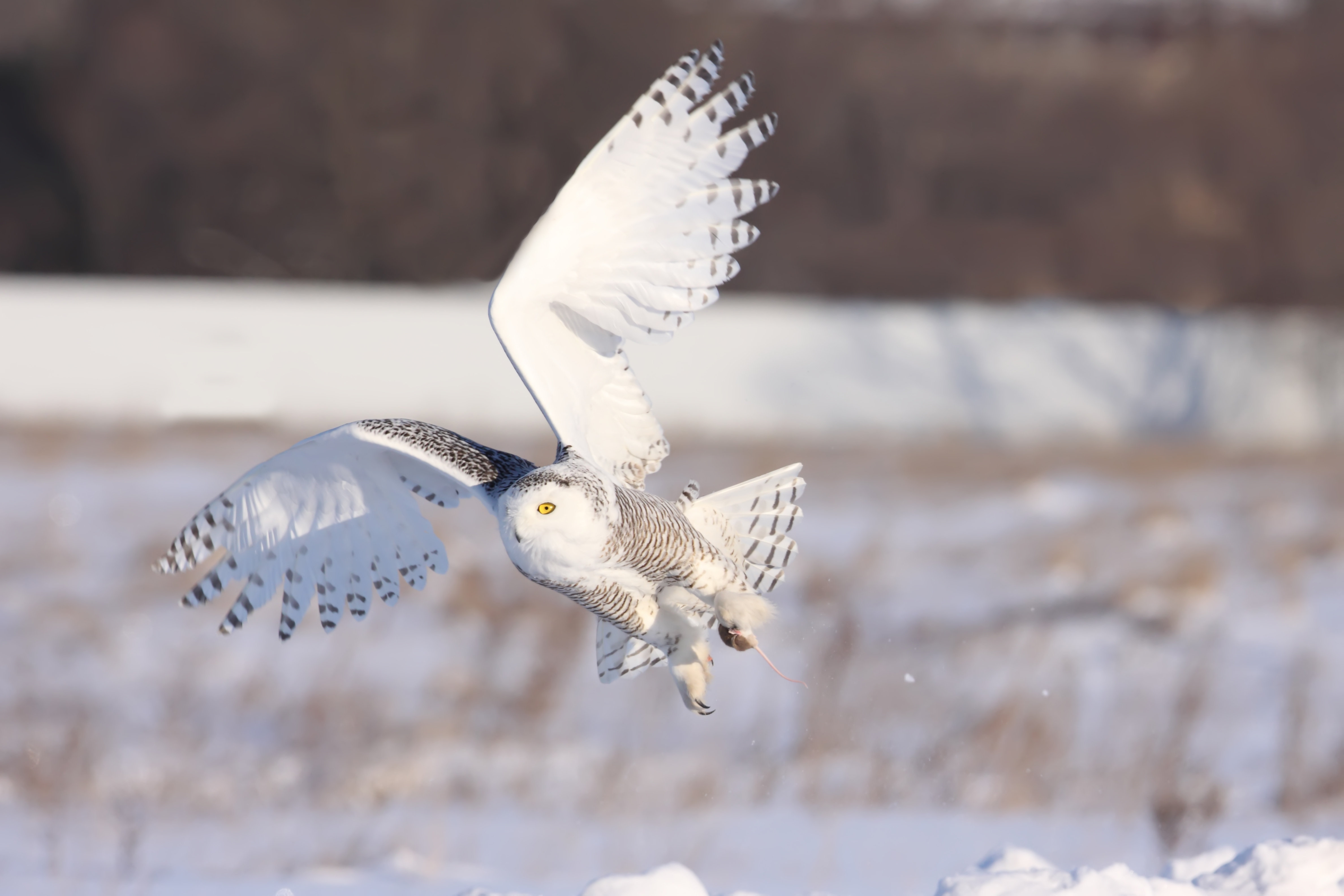 Latitude Run® Snowy Owl by Rpbirdman - Wayfair Canada